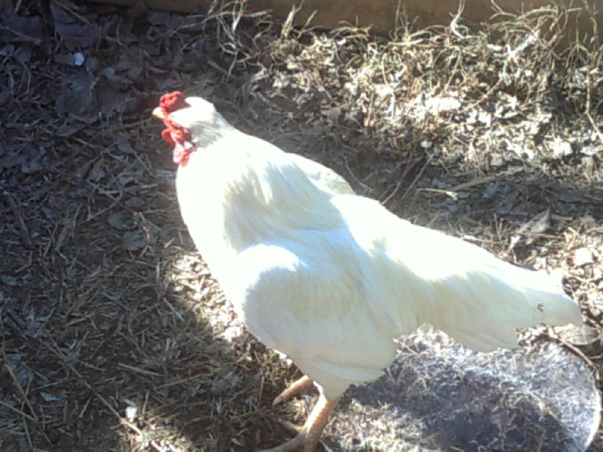 hellion | BackYard Chickens - Learn How to Raise Chickens