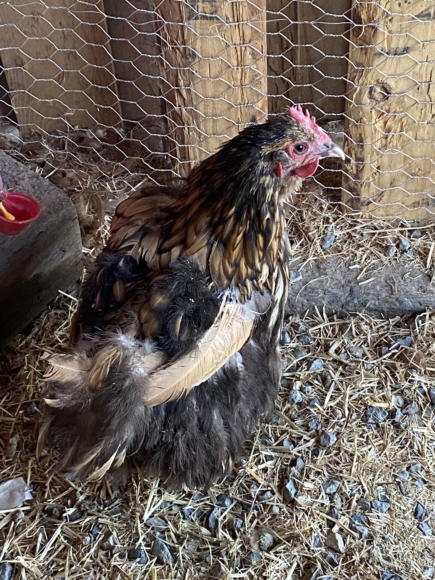 Hen Pecked | BackYard Chickens - Learn How to Raise Chickens