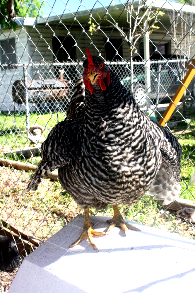 henny doing her chicken dance | BackYard Chickens - Learn How to Raise ...