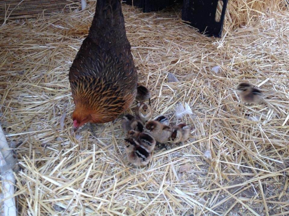 Henny Penny and her babies | BackYard Chickens - Learn How to Raise ...