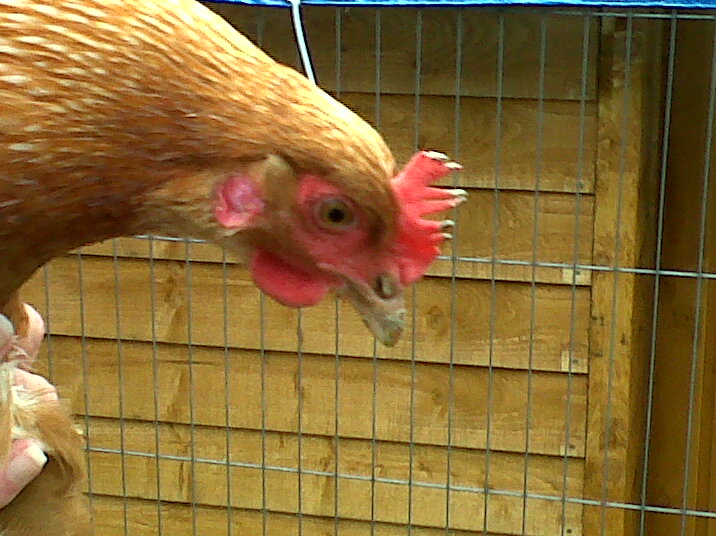 Henny Penny | BackYard Chickens - Learn How to Raise Chickens