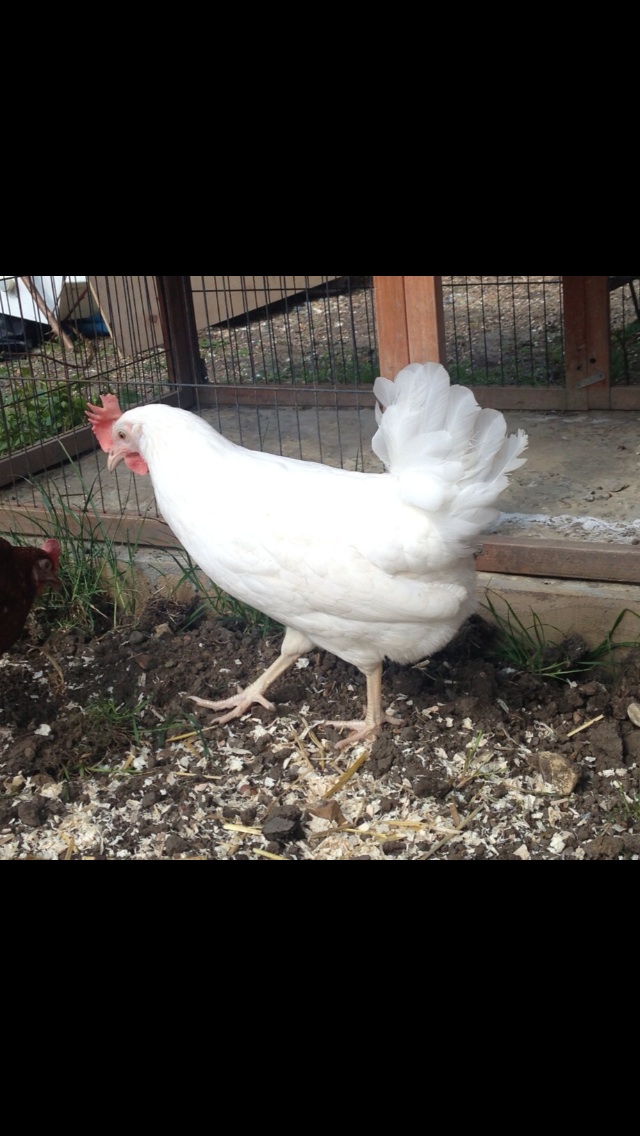 Henny Penny | BackYard Chickens - Learn How to Raise Chickens