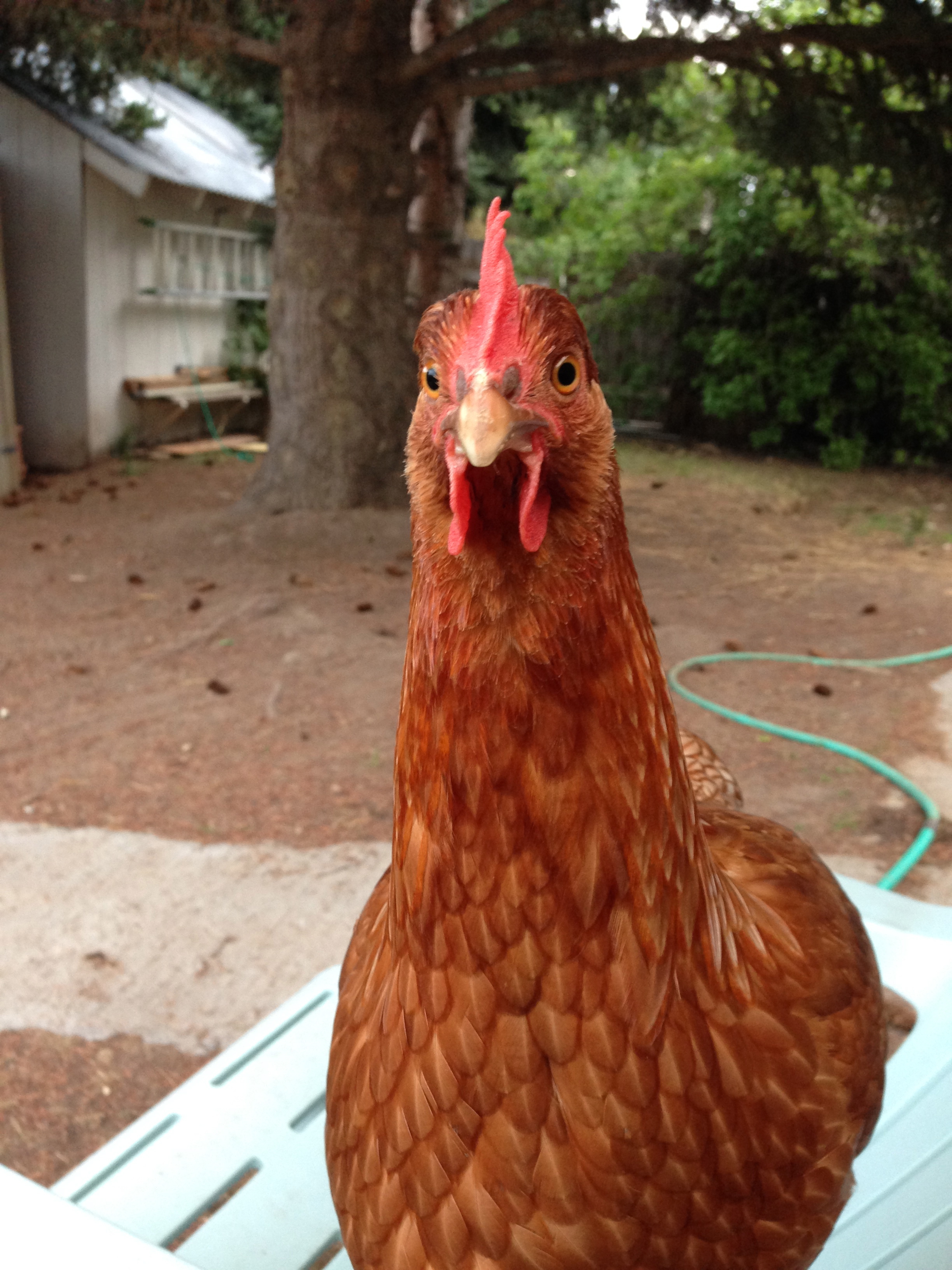 Henny Penny | BackYard Chickens - Learn How to Raise Chickens