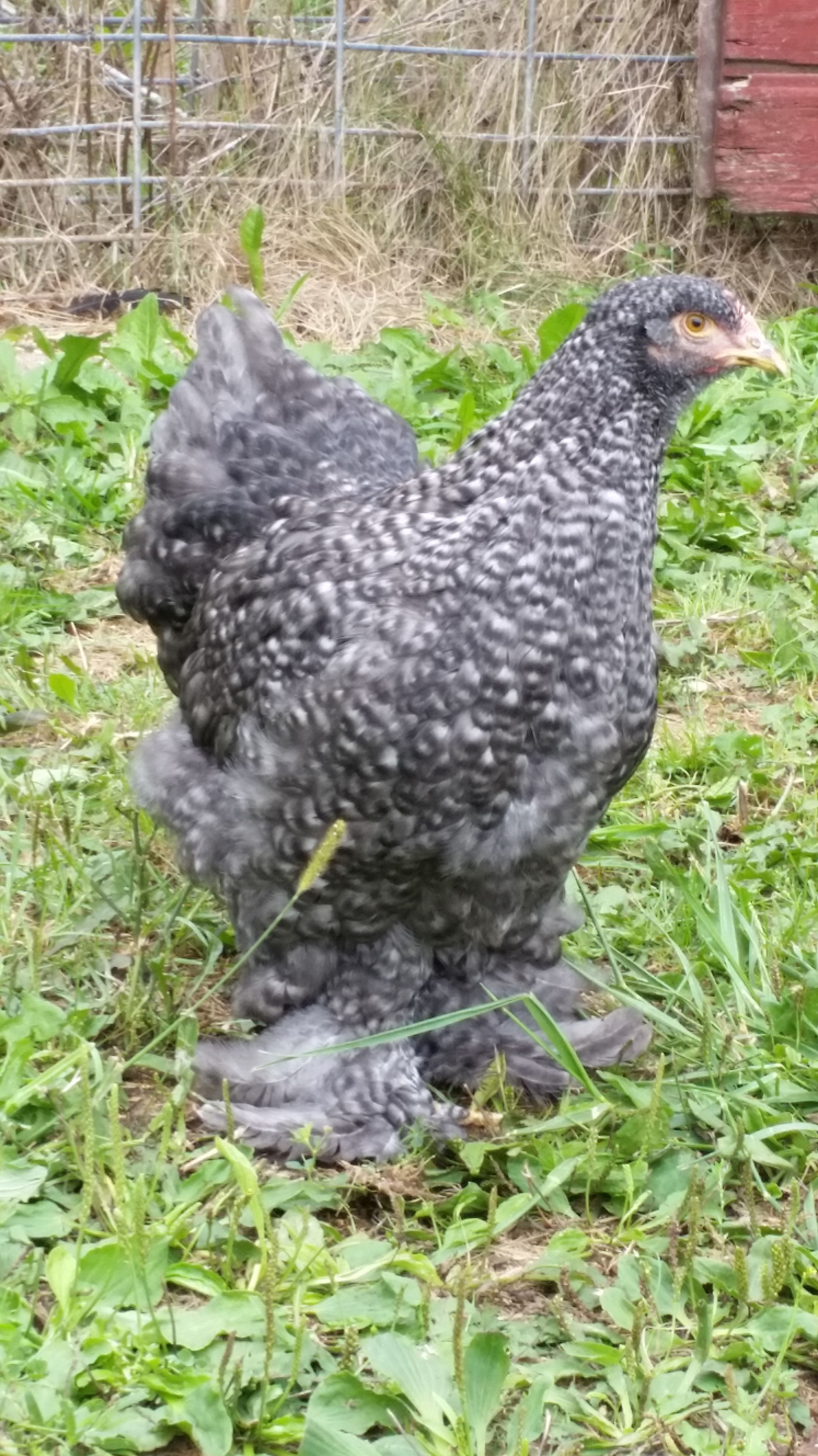 Henrietta | BackYard Chickens - Learn How to Raise Chickens