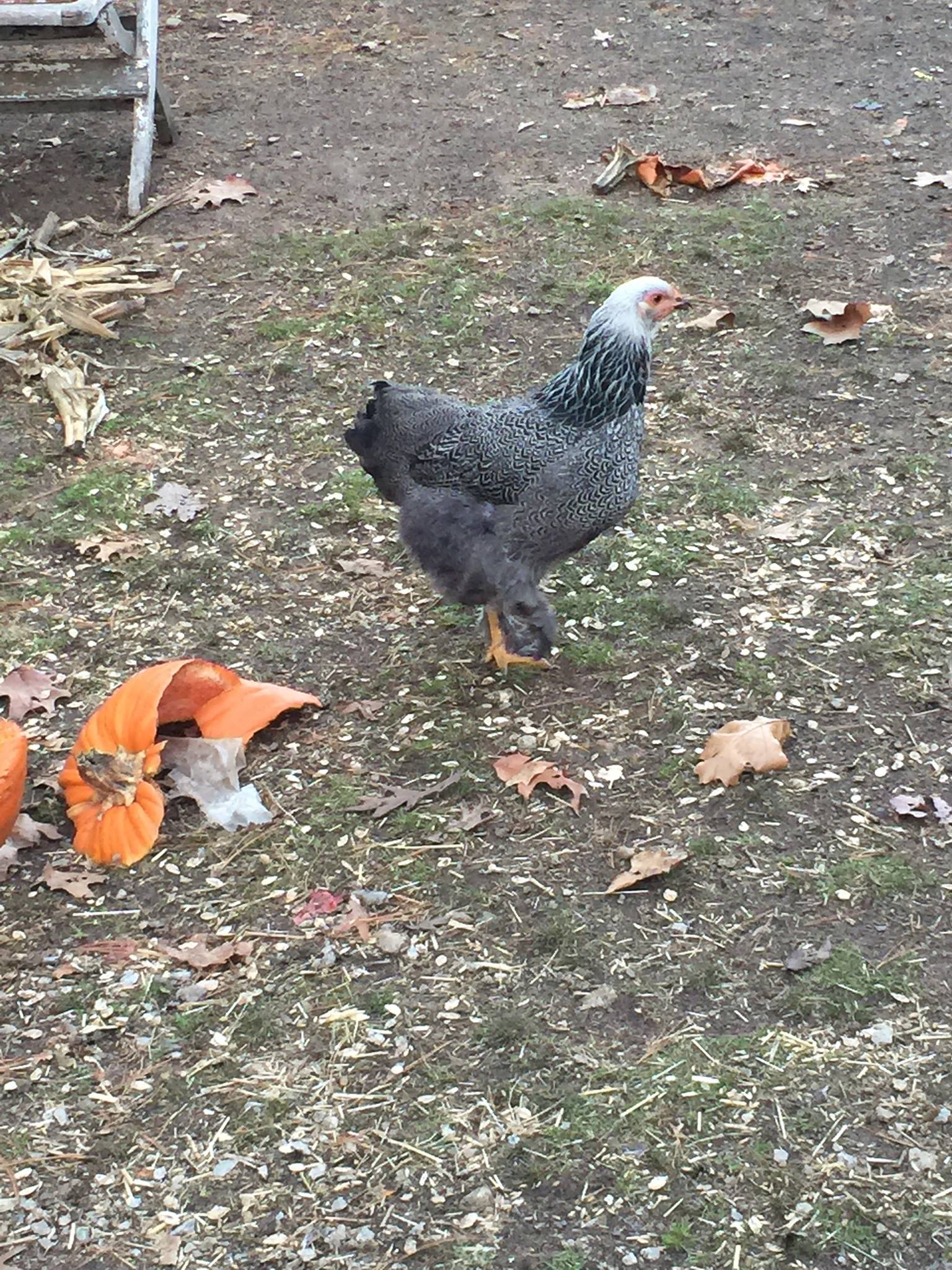 Hester | BackYard Chickens - Learn How to Raise Chickens