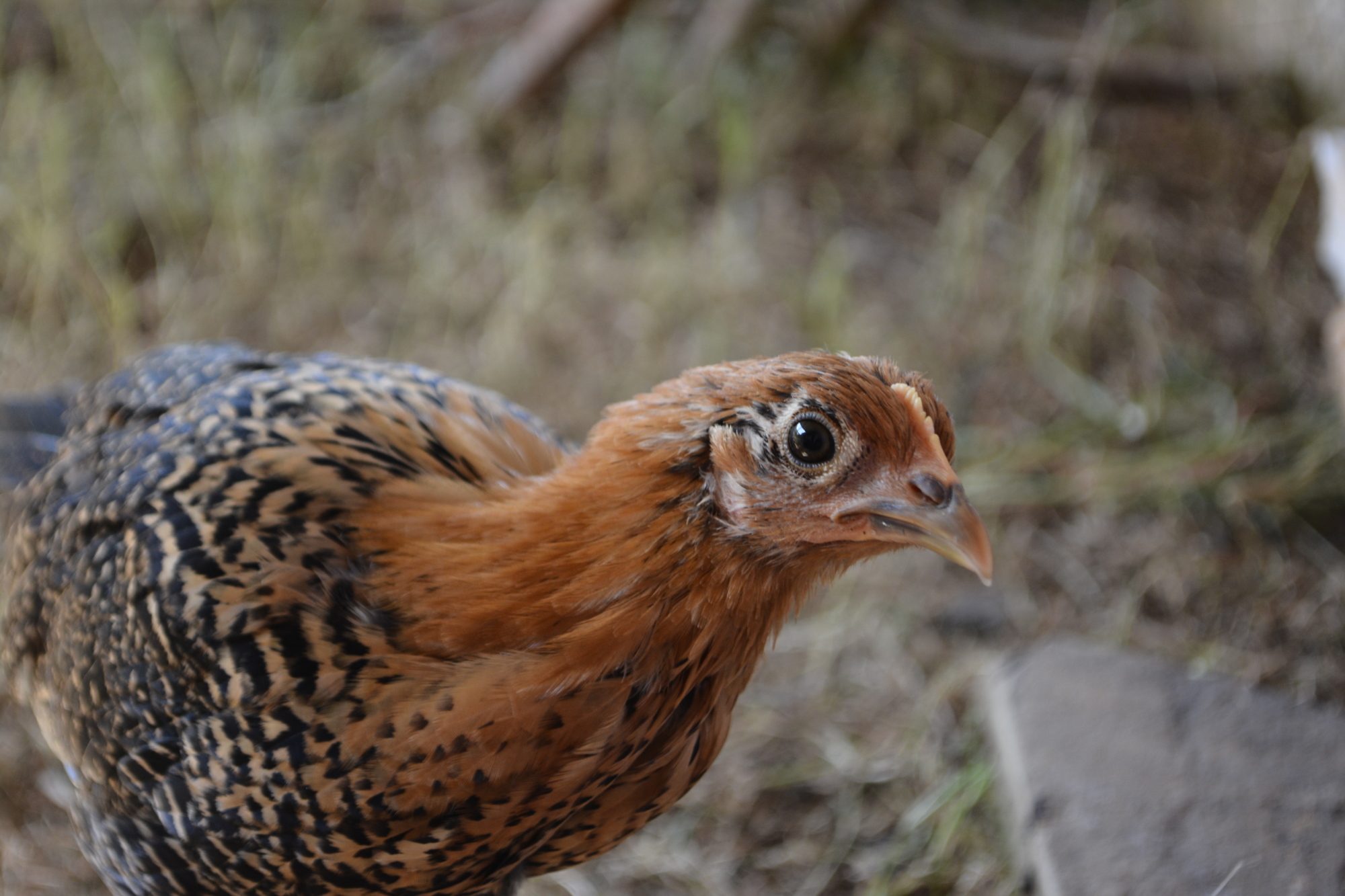 Hog when it comes to food | BackYard Chickens - Learn How to Raise Chickens
