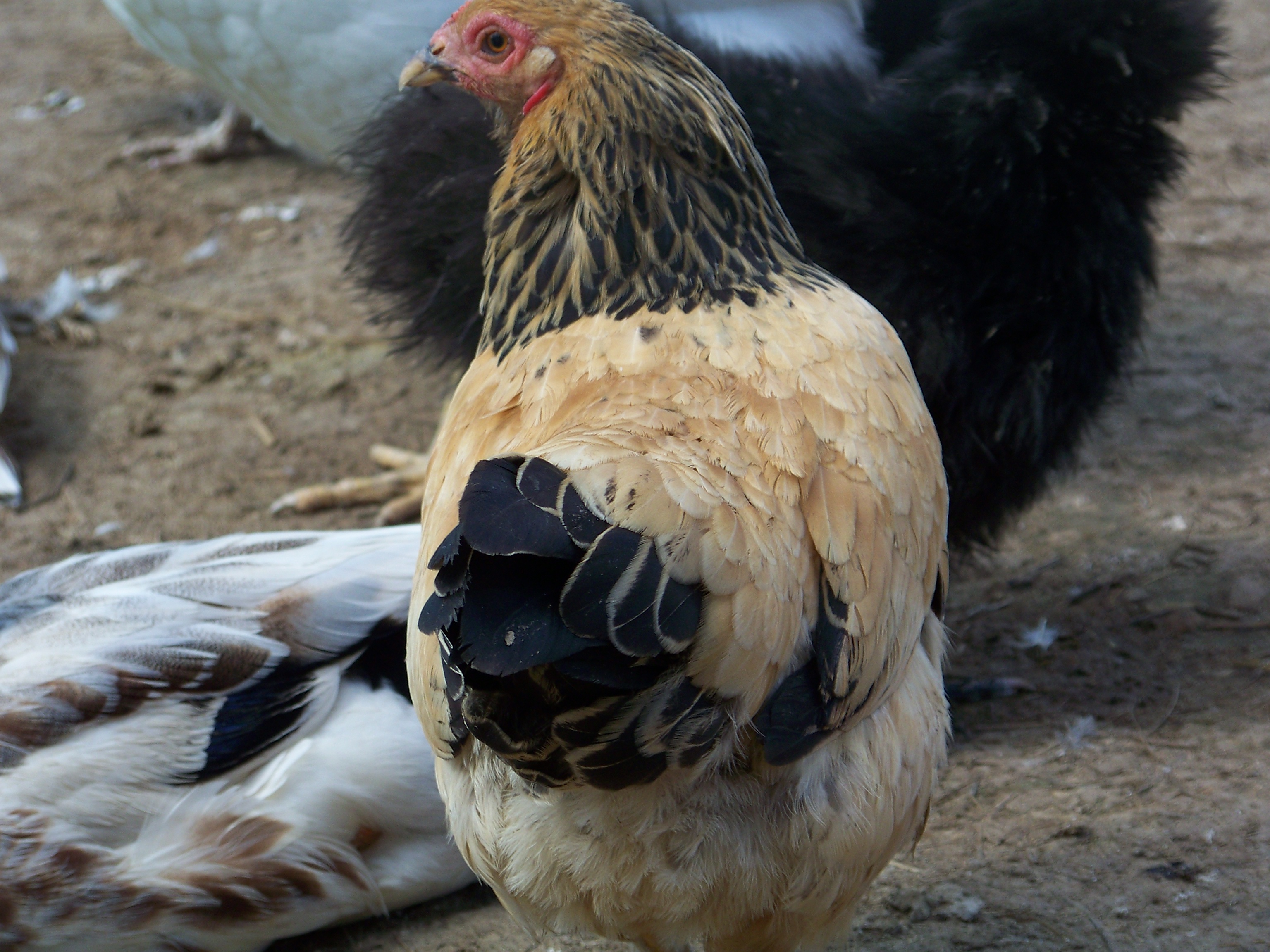 "Honey (or Ginger)" - Buff Brahma bantam hen. | BackYard Chickens ...