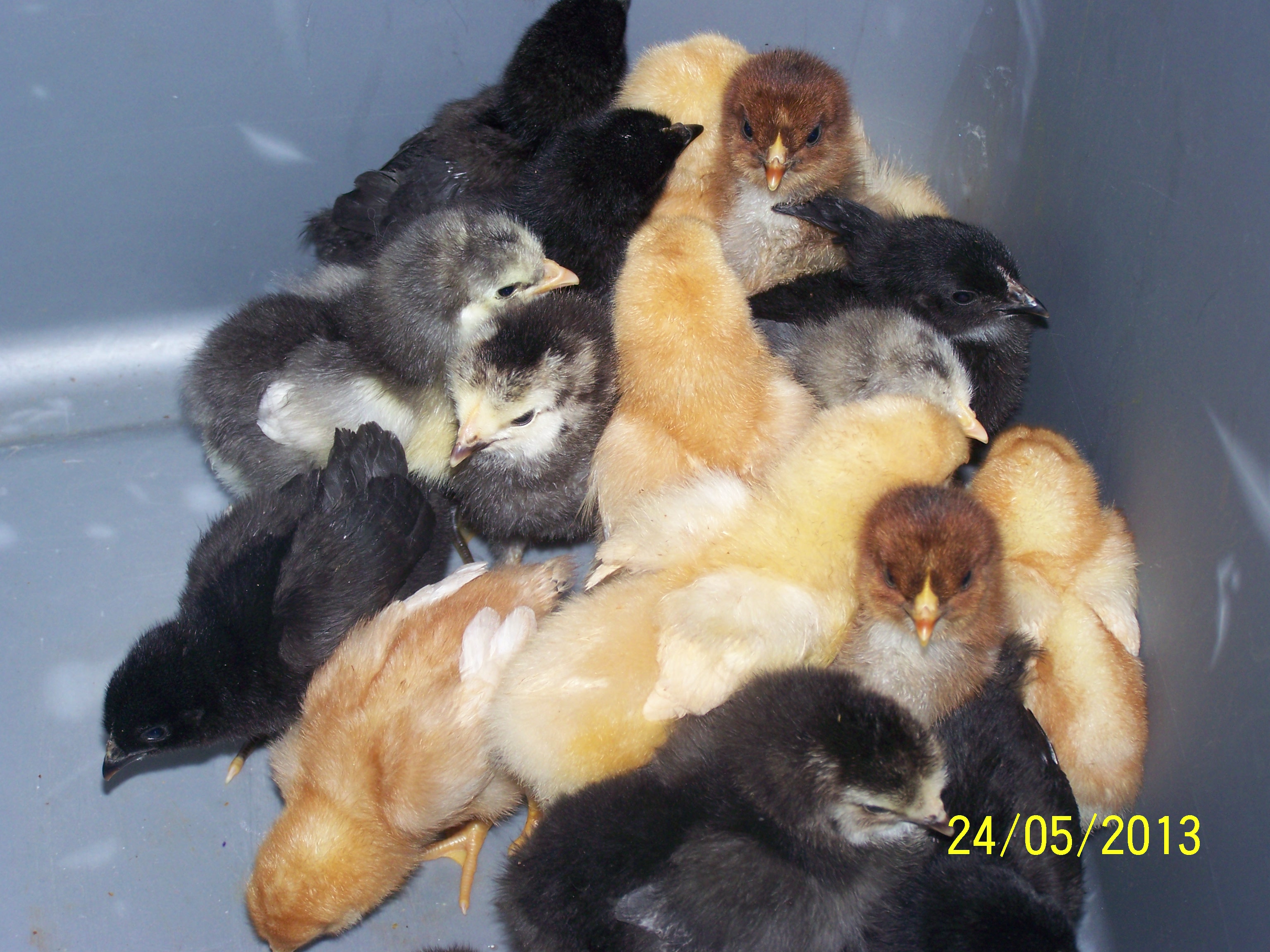 Huddle | BackYard Chickens - Learn How to Raise Chickens