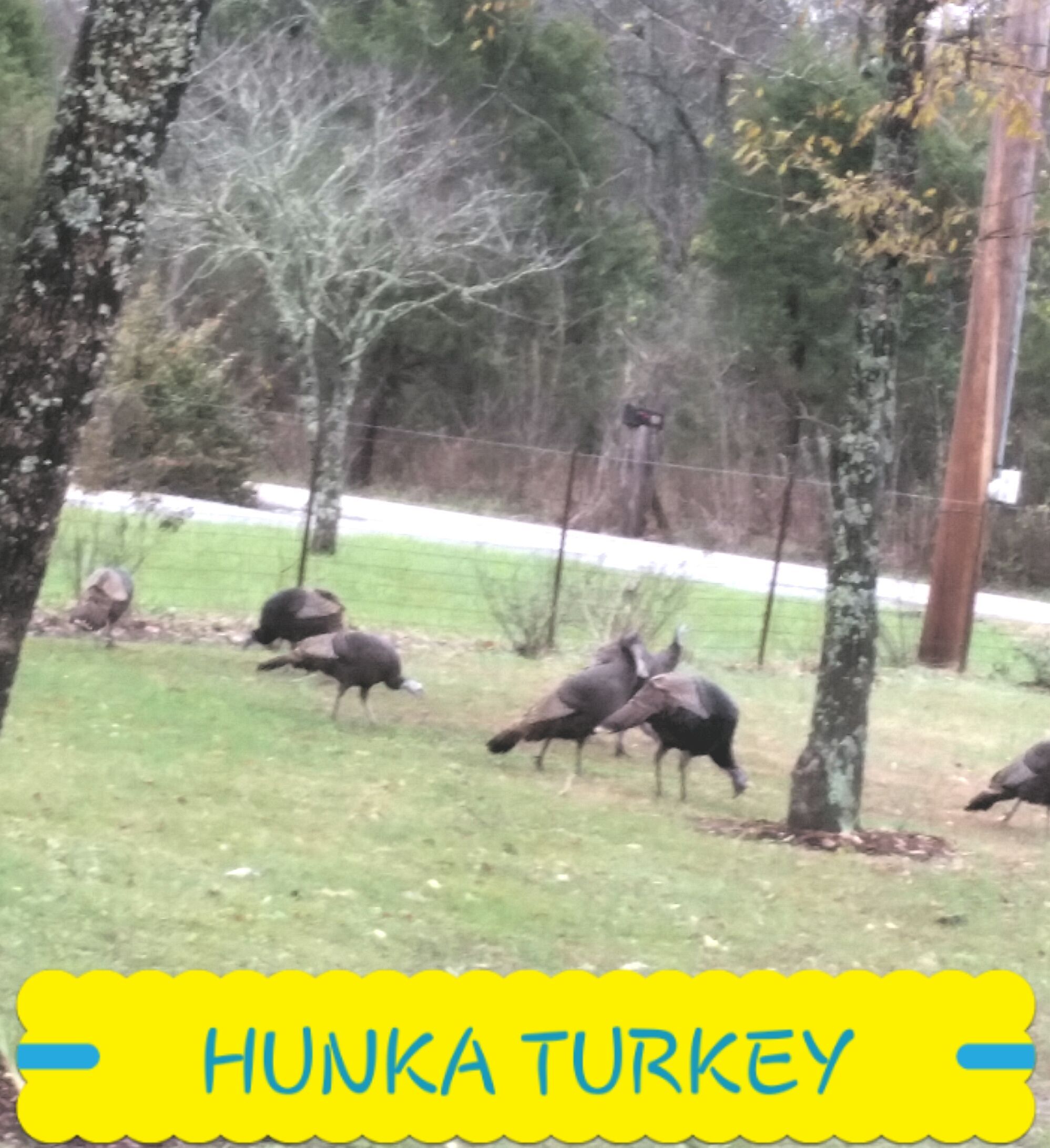 Hunk wild turkeys | BackYard Chickens - Learn How to Raise Chickens