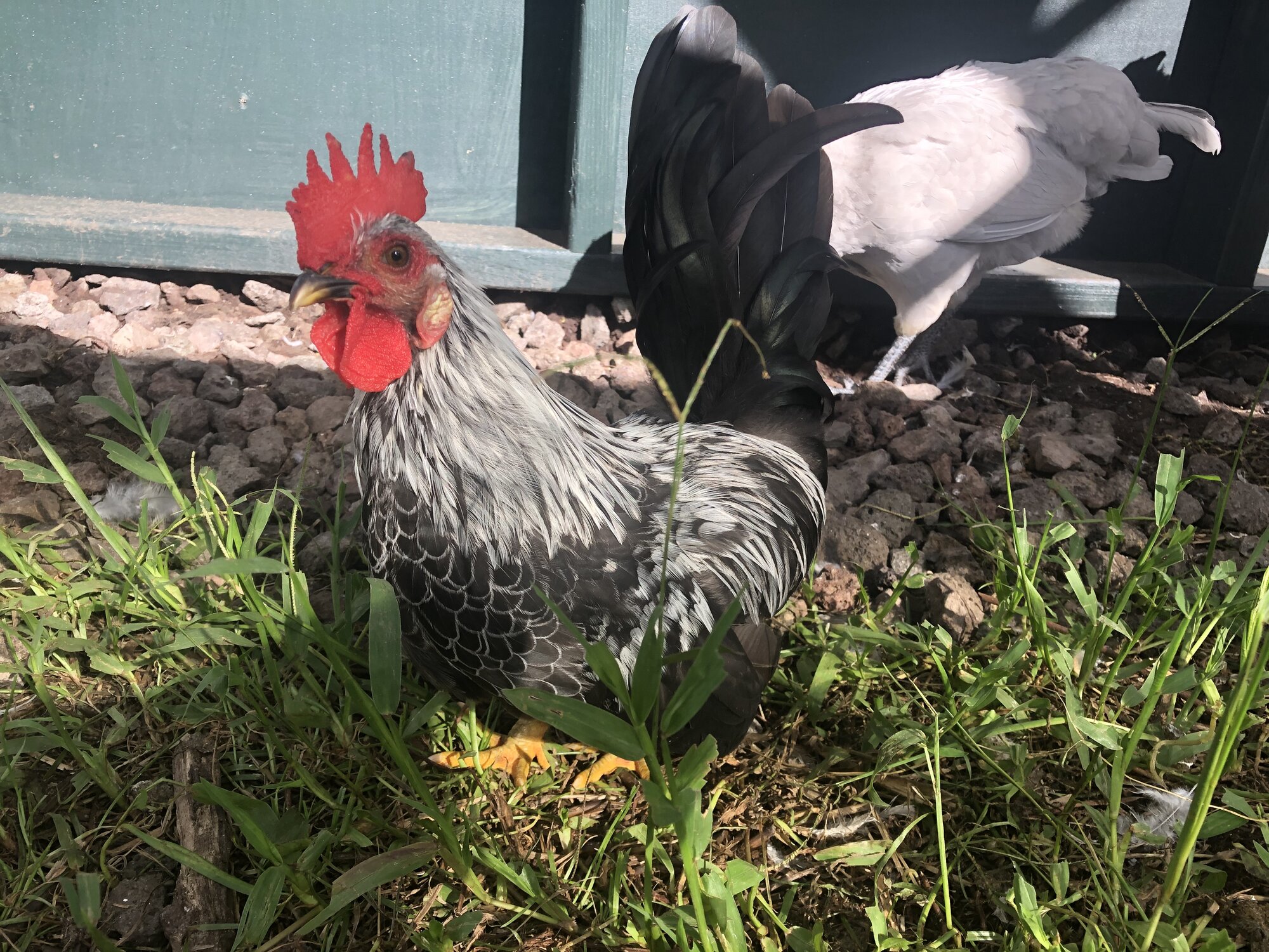 IMG-2382.jpg | BackYard Chickens - Learn How to Raise Chickens