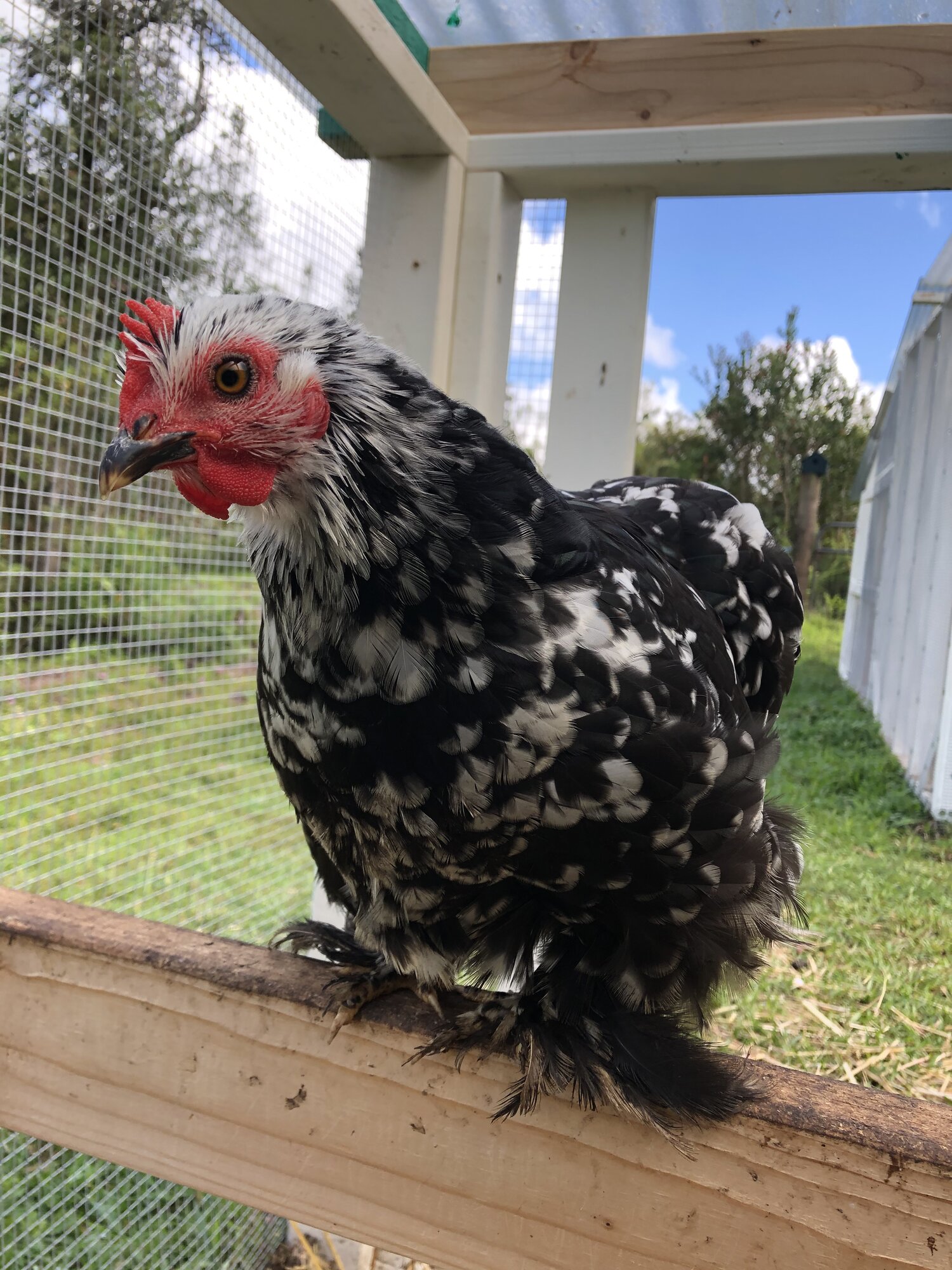 IMG-4710.jpg | BackYard Chickens - Learn How to Raise Chickens