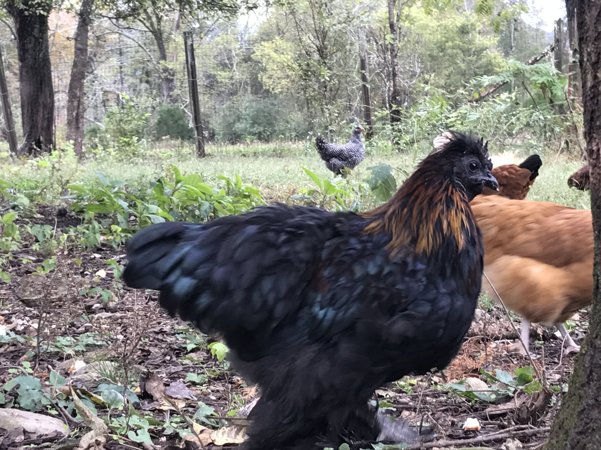 IMG_2501 | BackYard Chickens - Learn How to Raise Chickens