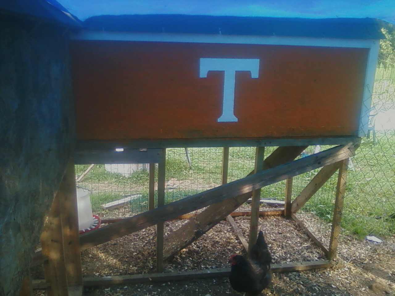 inside the pen | BackYard Chickens - Learn How to Raise Chickens