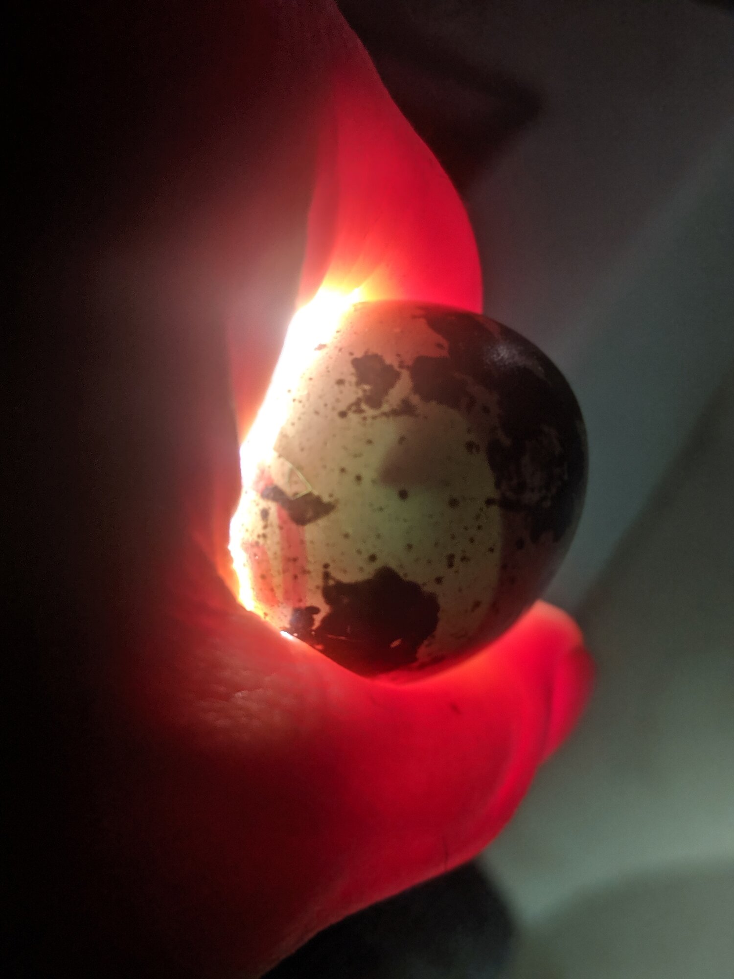 Internal pip | BackYard Chickens - Learn How to Raise Chickens