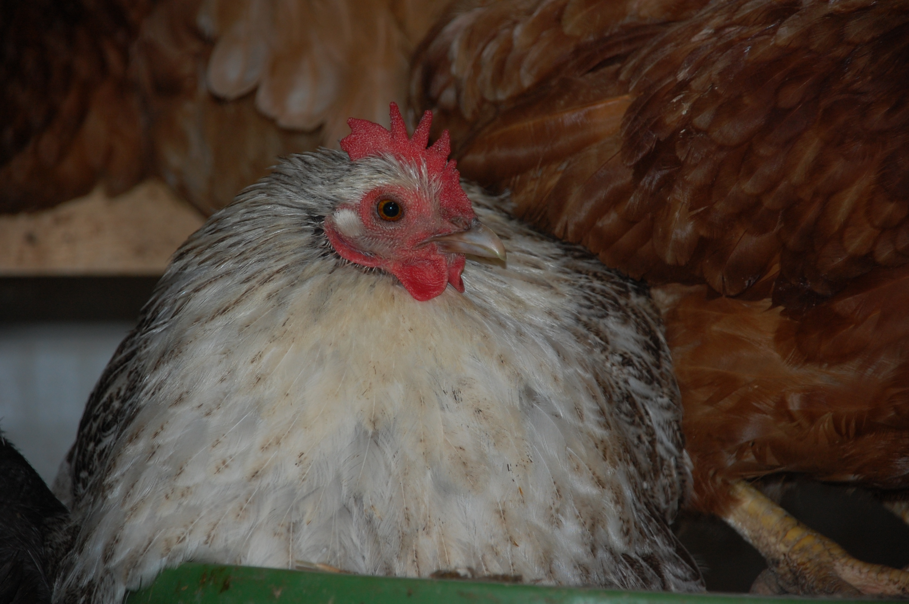 Irene. | BackYard Chickens - Learn How to Raise Chickens