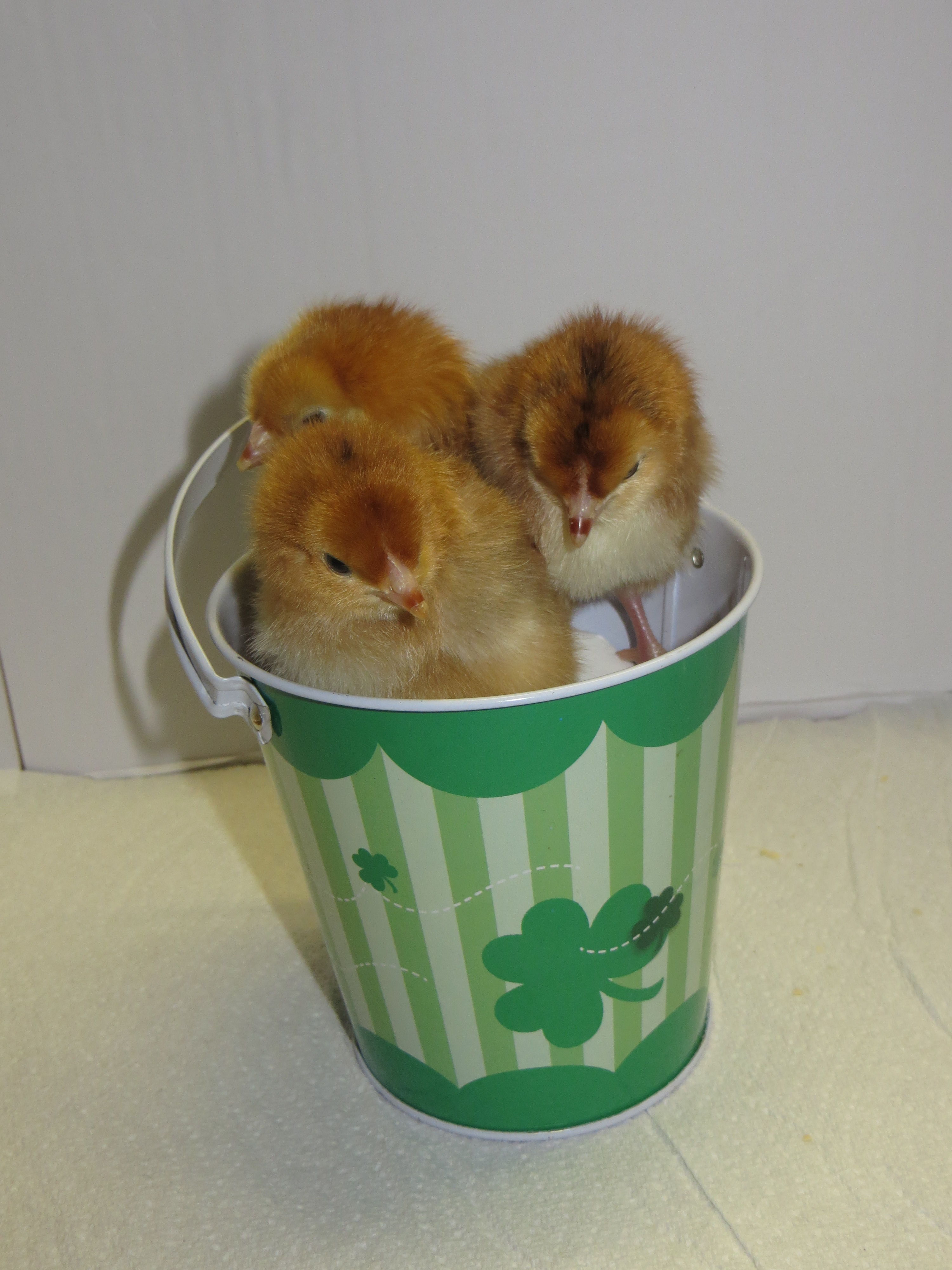 Irish chicks... | BackYard Chickens - Learn How to Raise Chickens