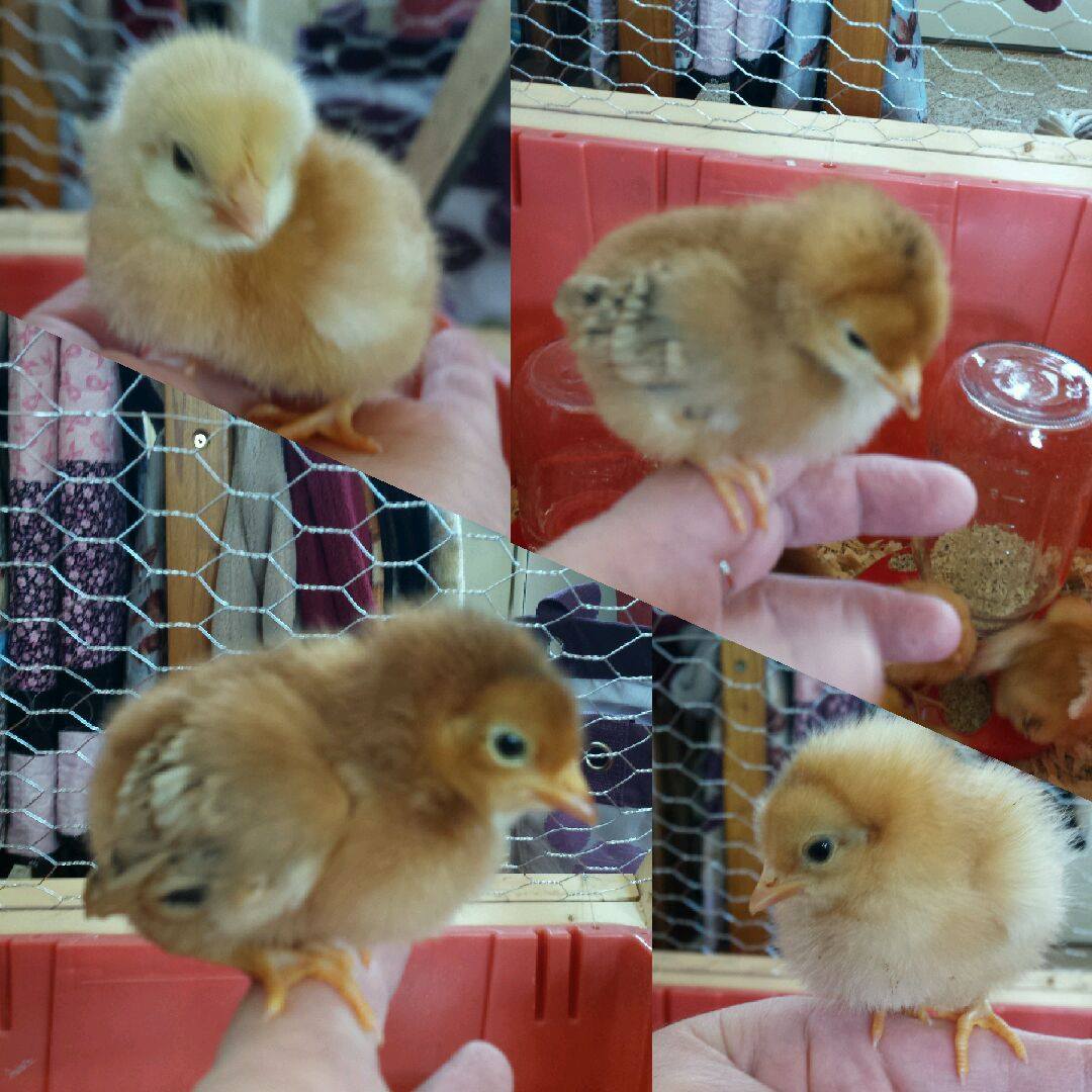 Isa Brown & Rhode Island Reds | BackYard Chickens - Learn How to Raise ...