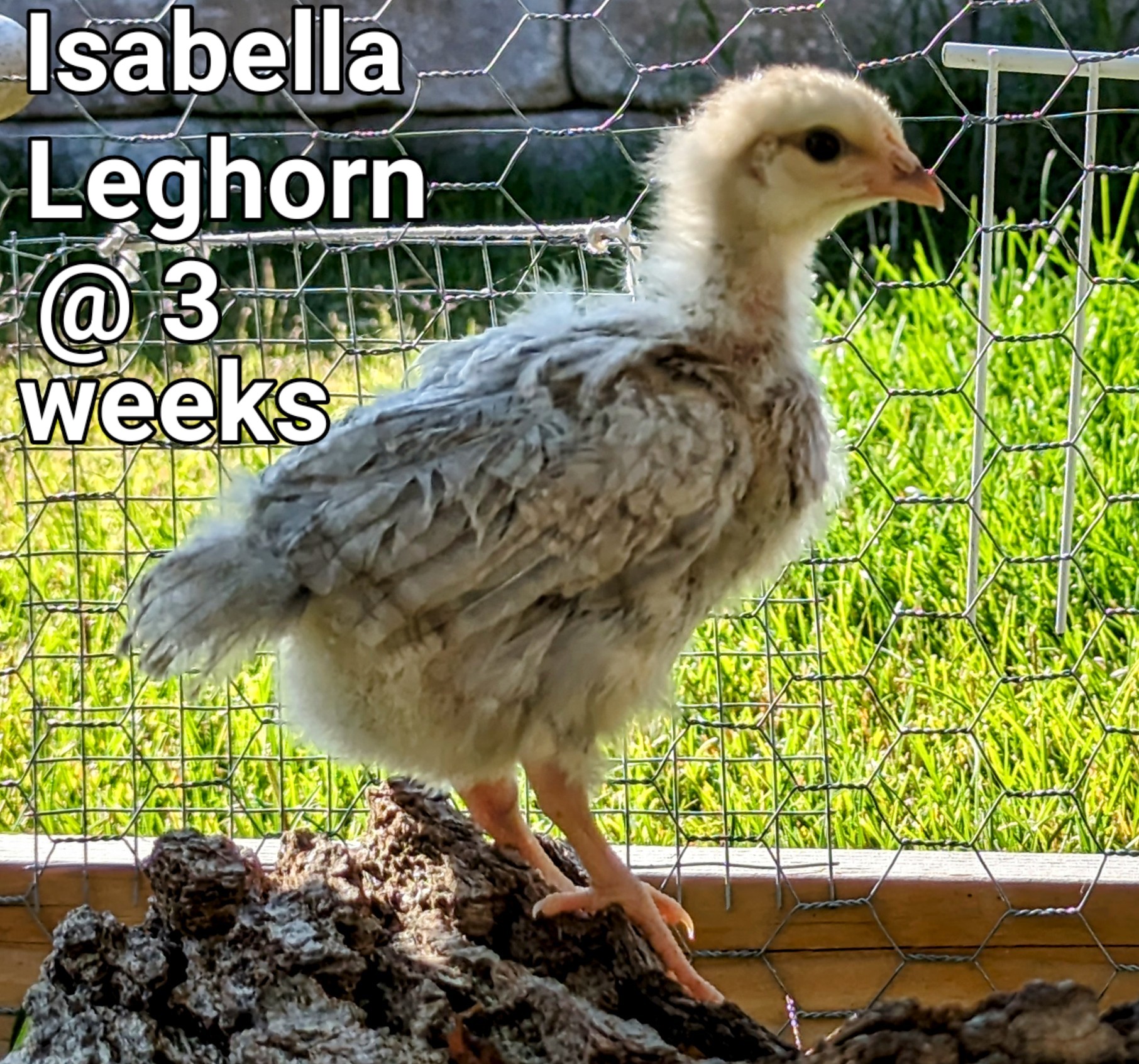 IsabellaLeghorn.jpg | BackYard Chickens - Learn How to Raise Chickens