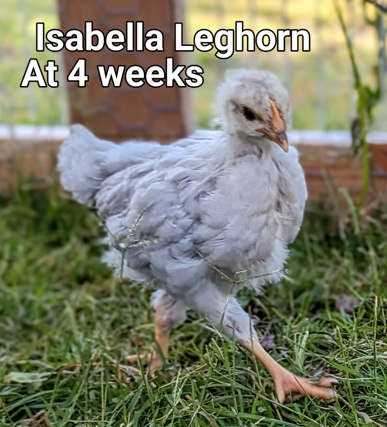 IsabellaLeghorn.jpg | BackYard Chickens - Learn How to Raise Chickens