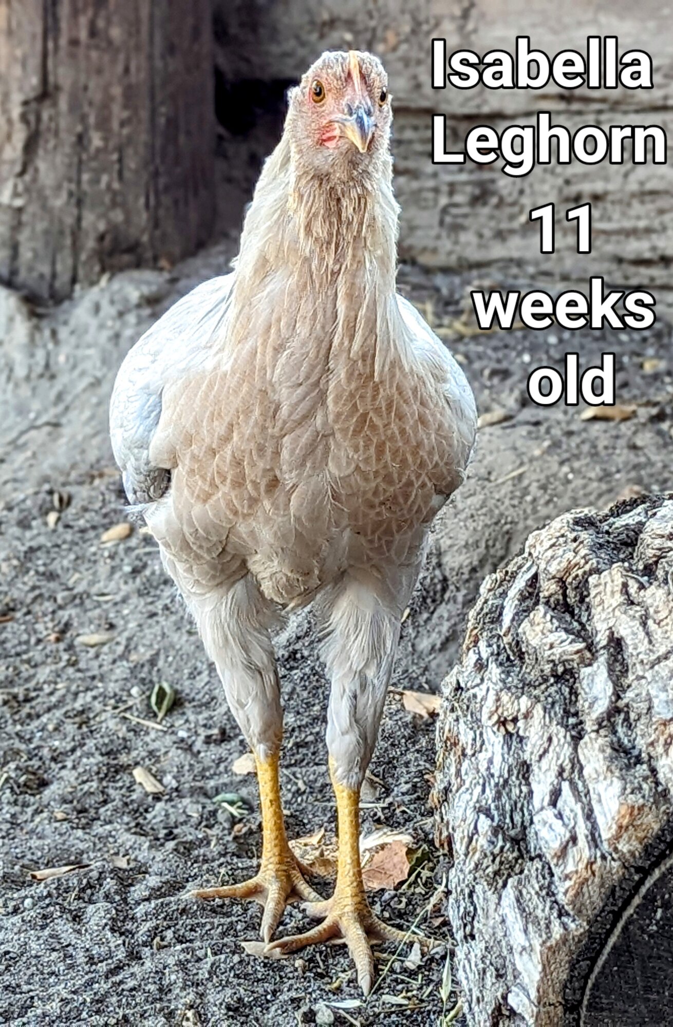 IsabellaLeghorn2.jpg | BackYard Chickens - Learn How to Raise Chickens