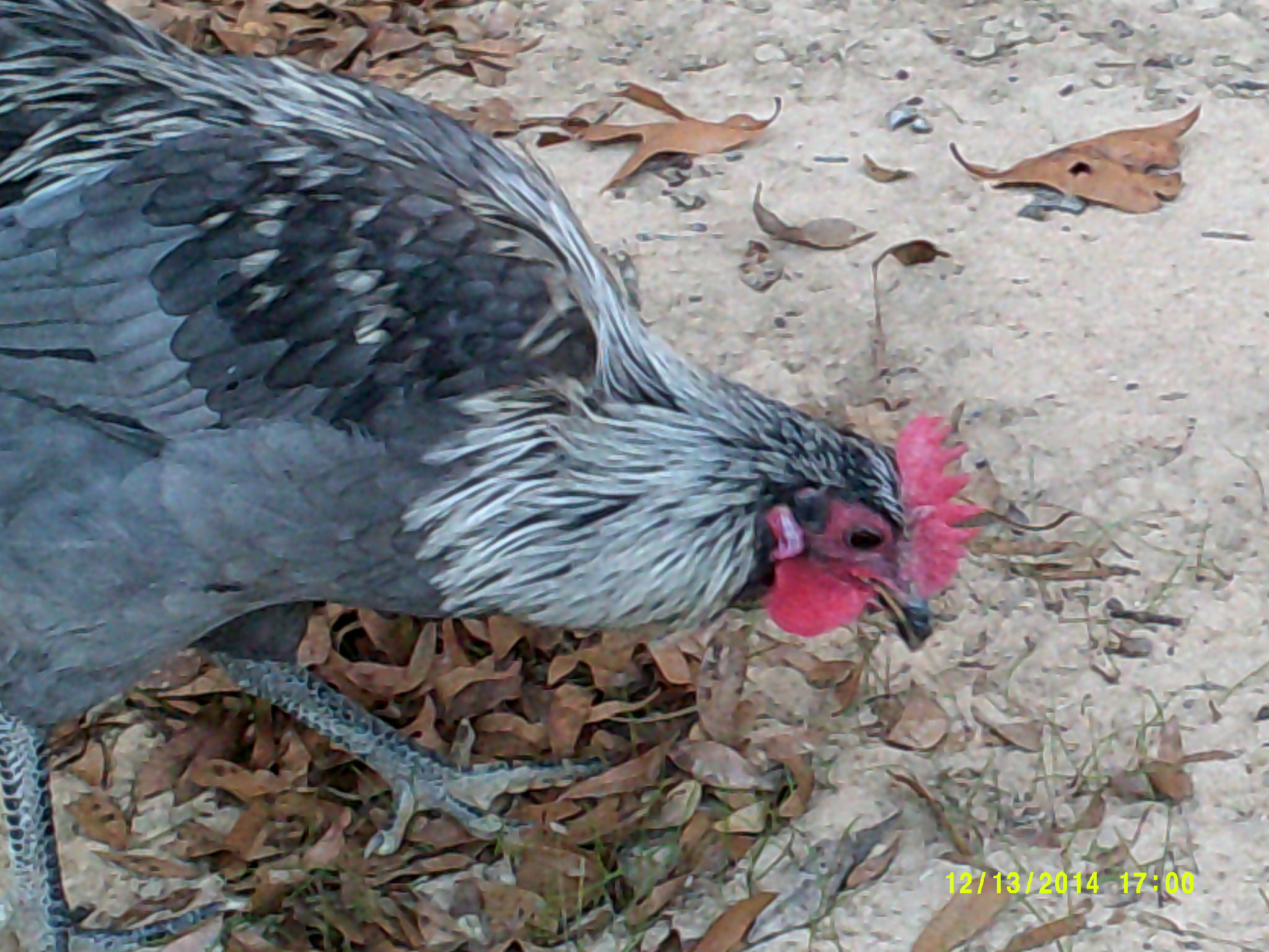 isbar | BackYard Chickens - Learn How to Raise Chickens