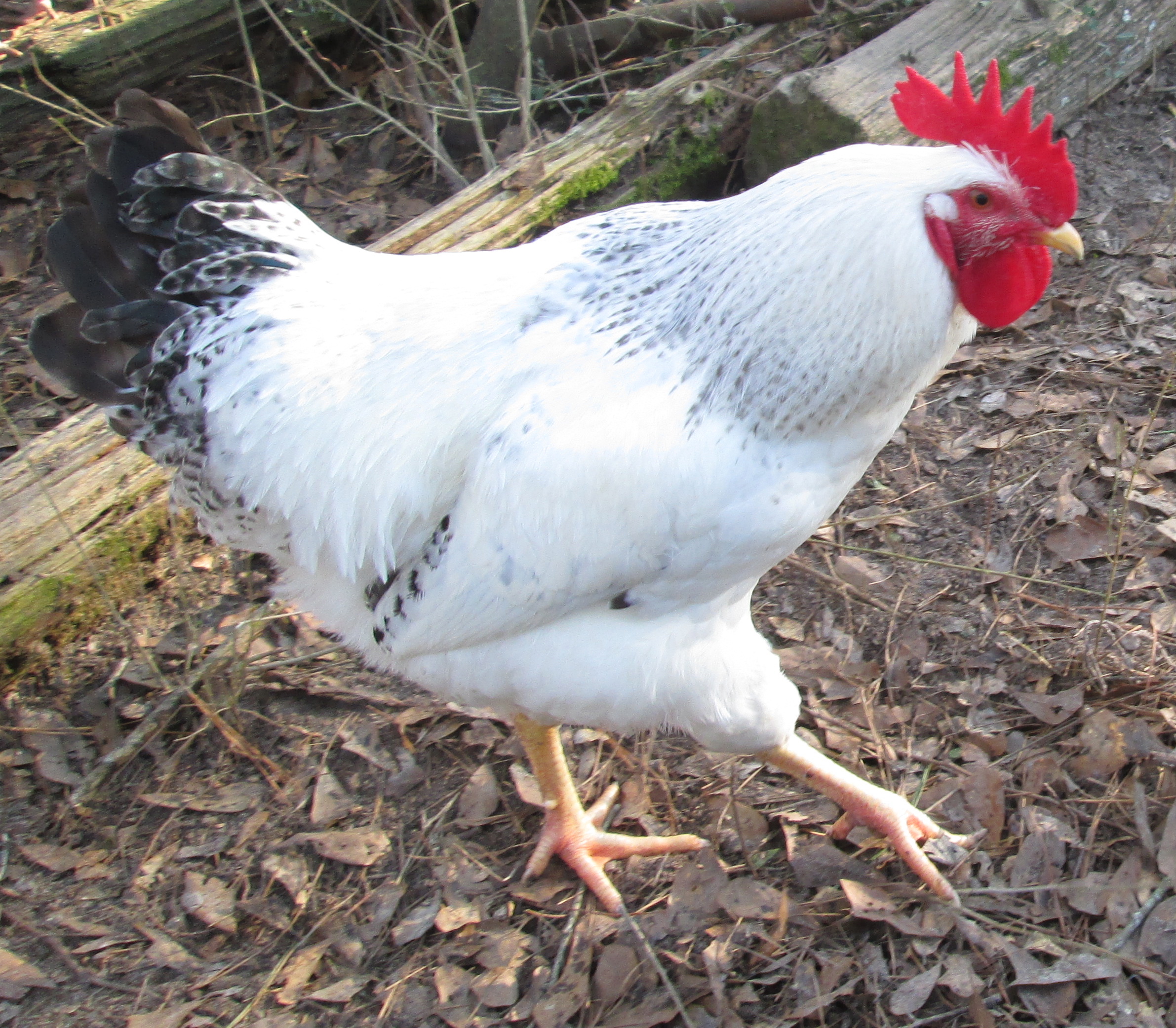 Isidore my Delaware Rooster. | BackYard Chickens - Learn How to Raise ...