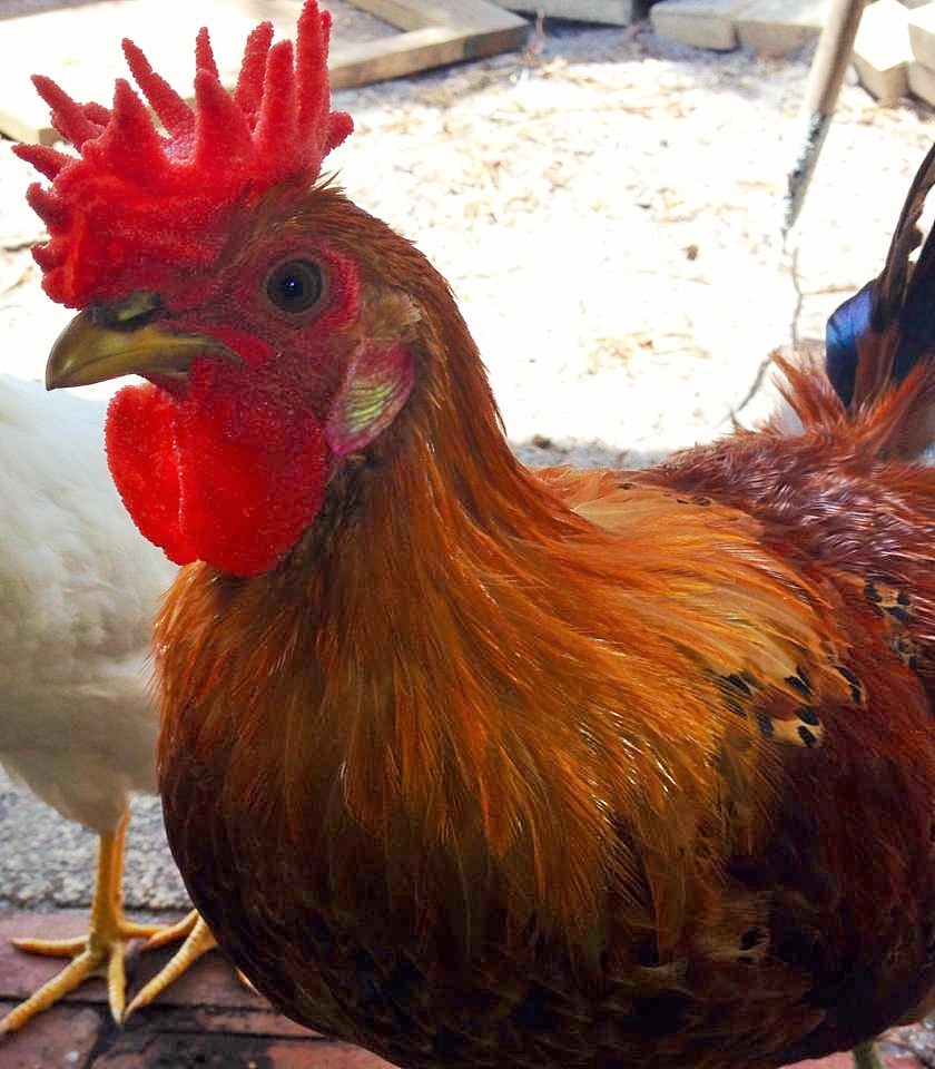 Jaggie, our Sicilian Buttercup rooster. | BackYard Chickens - Learn How ...