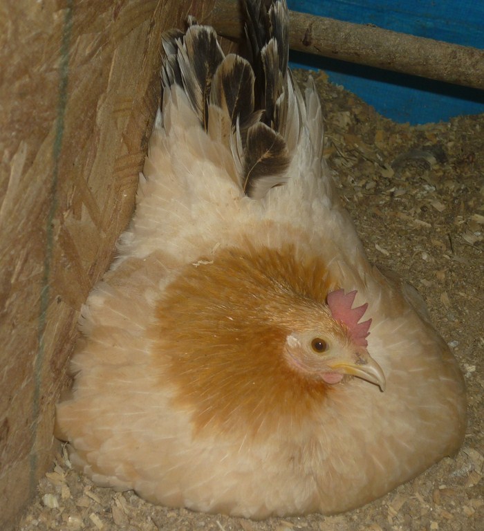 Black Tail Buff Japanese Bantam