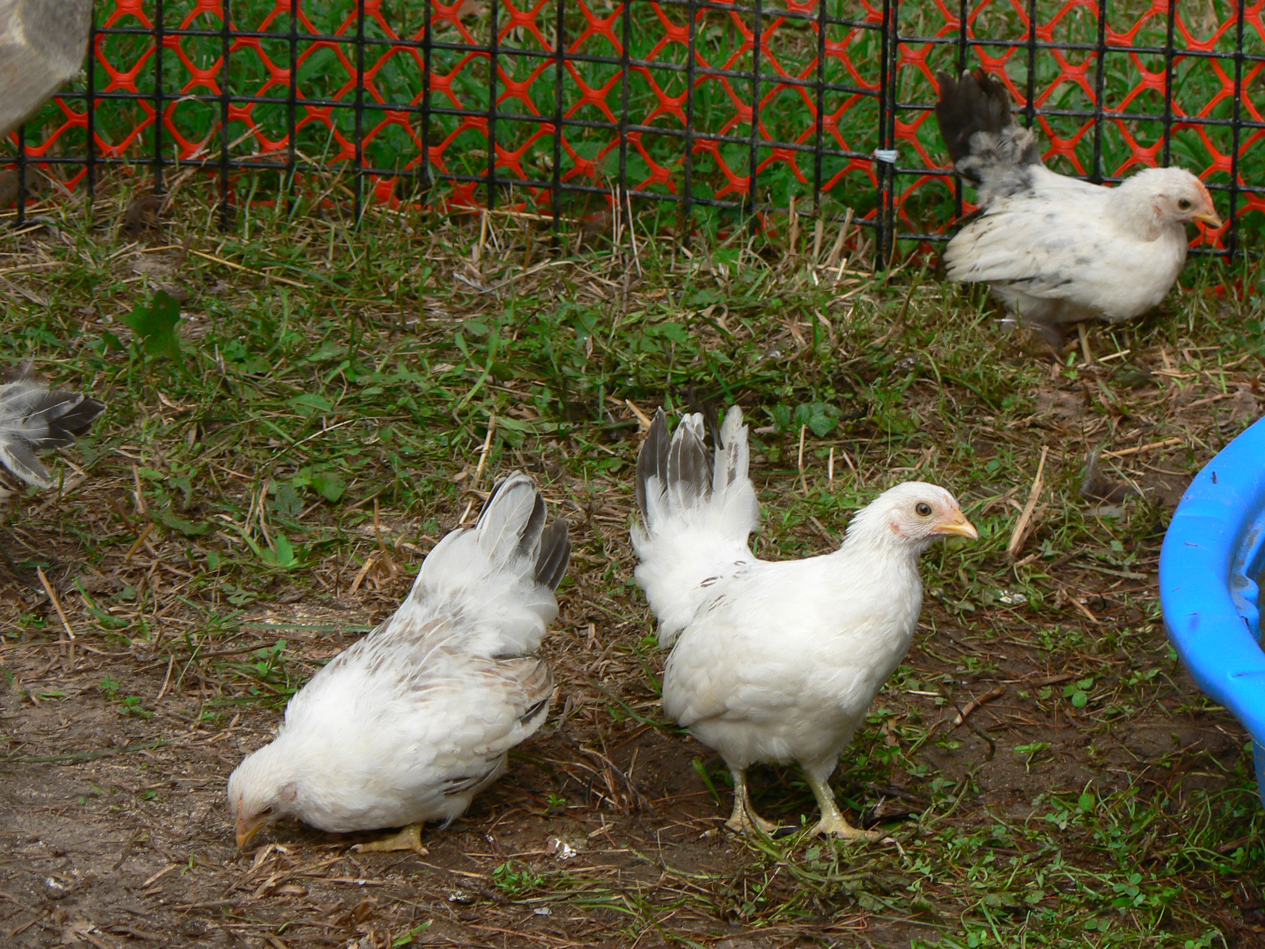 Japanese Bantams