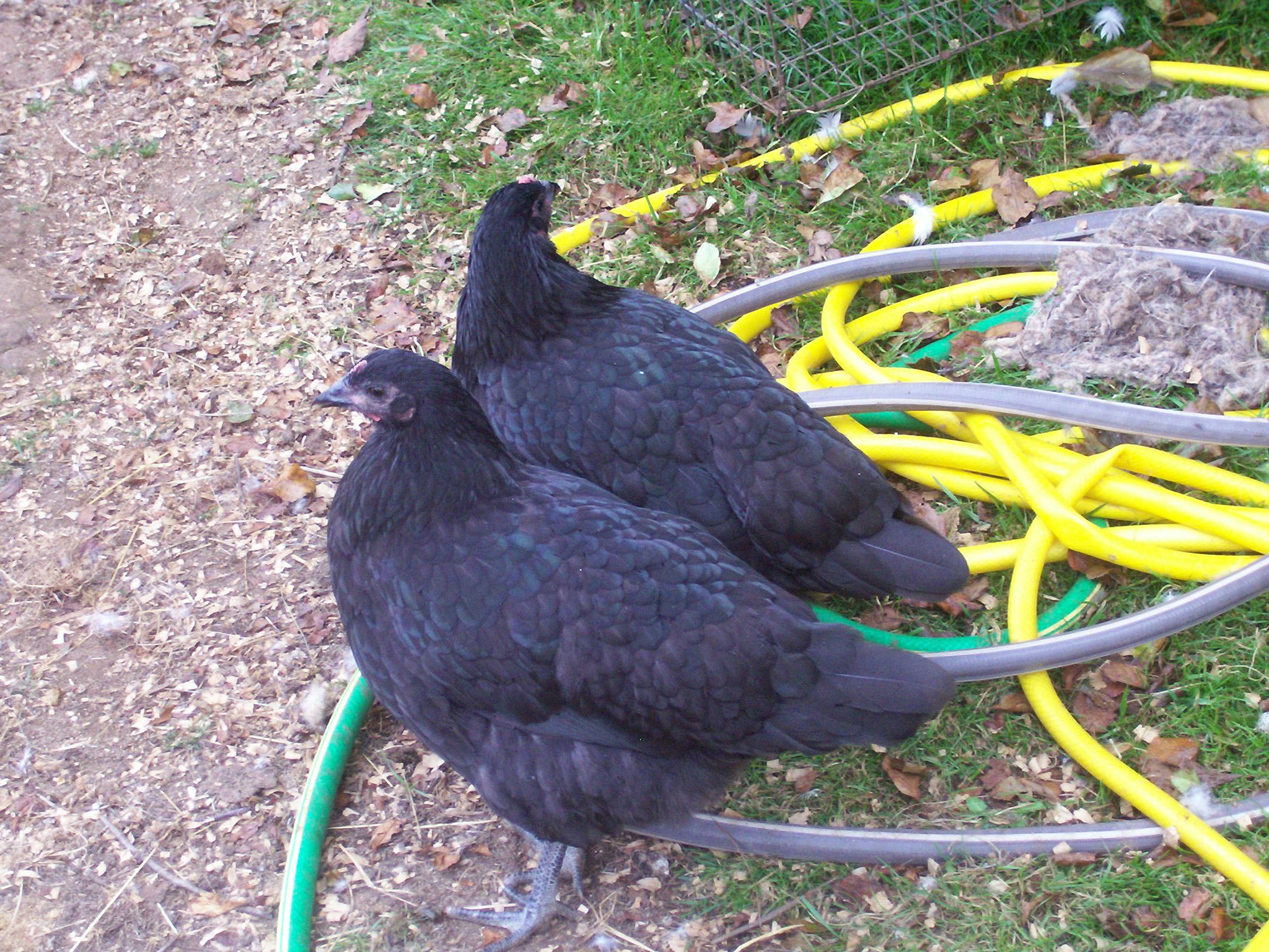 Jersey Giant pullets | BackYard Chickens - Learn How to Raise Chickens