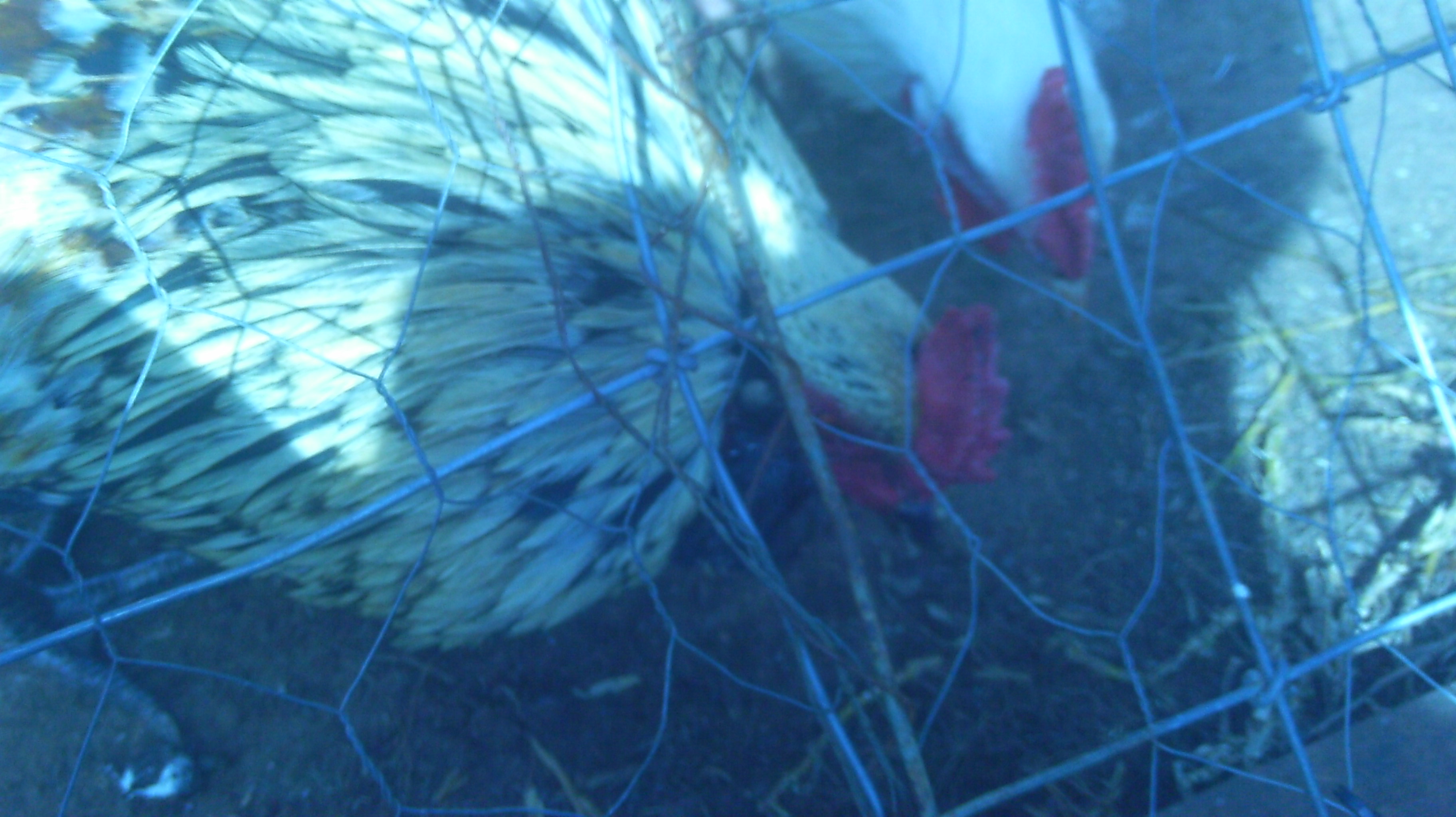 Jimmy and Sidney | BackYard Chickens - Learn How to Raise Chickens