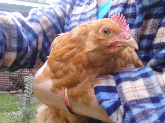 Junior: my newest 8 week old orpington rooster | BackYard Chickens ...