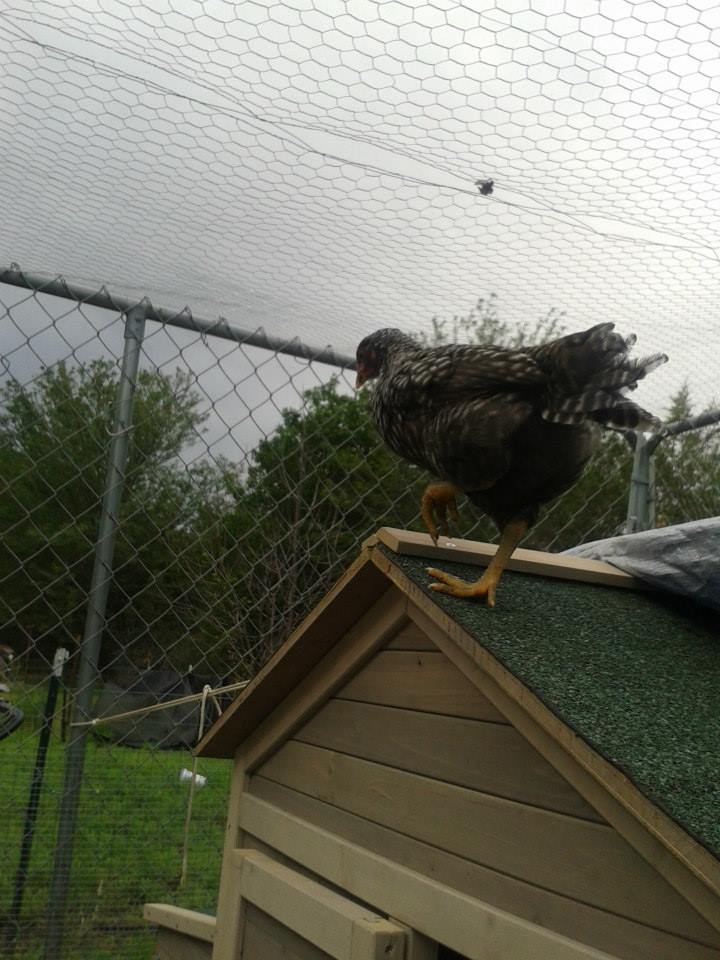 Jupiter | BackYard Chickens - Learn How to Raise Chickens