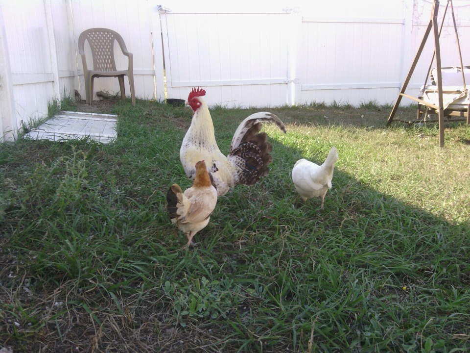 King, Queen, Sandy | BackYard Chickens - Learn How to Raise Chickens