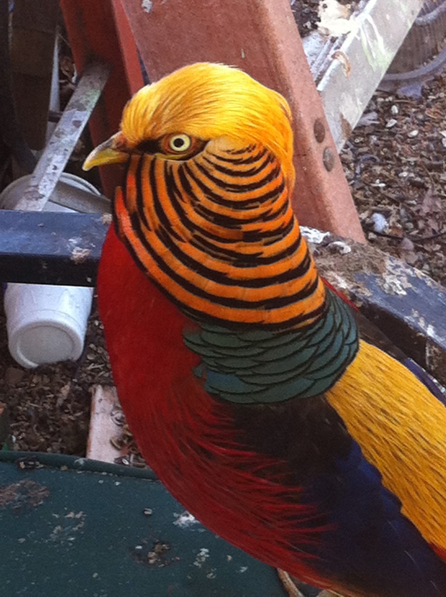 King Tut-Chinese Red Golden Pheasant | BackYard Chickens - Learn How to ...