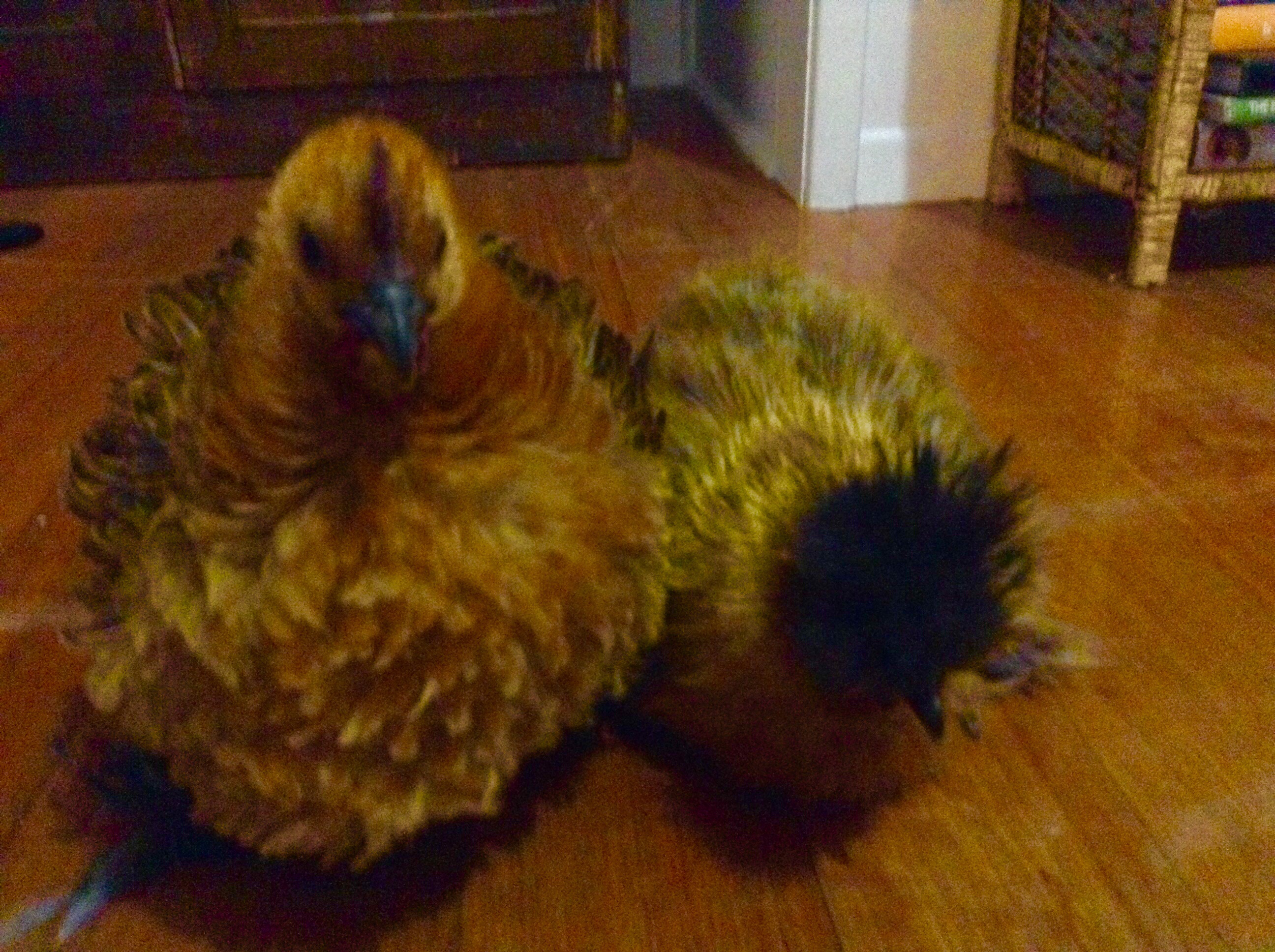 kiwi and fraggle | BackYard Chickens - Learn How to Raise Chickens