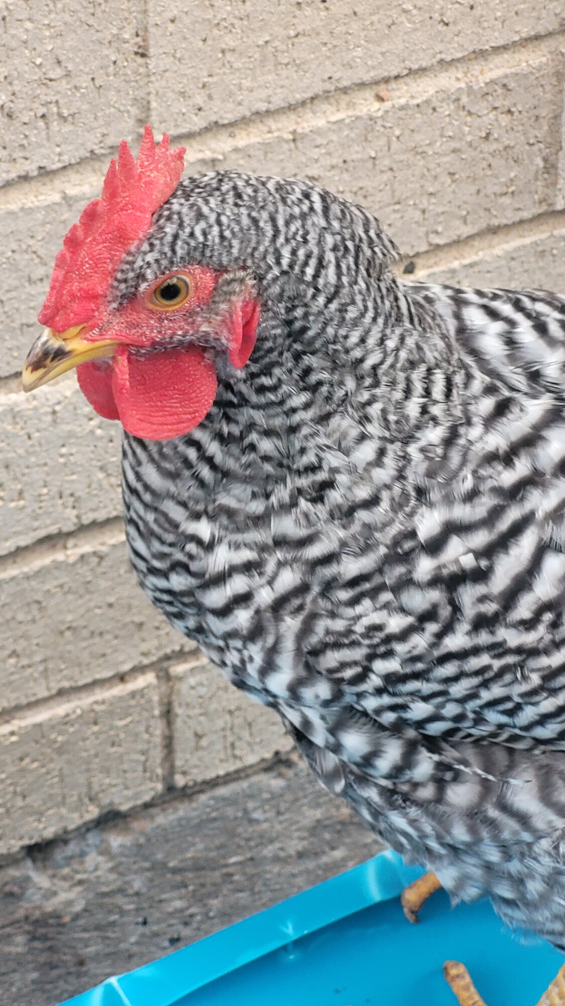 Lanky Fred Barred Rock Cockrel | BackYard Chickens - Learn How to Raise ...