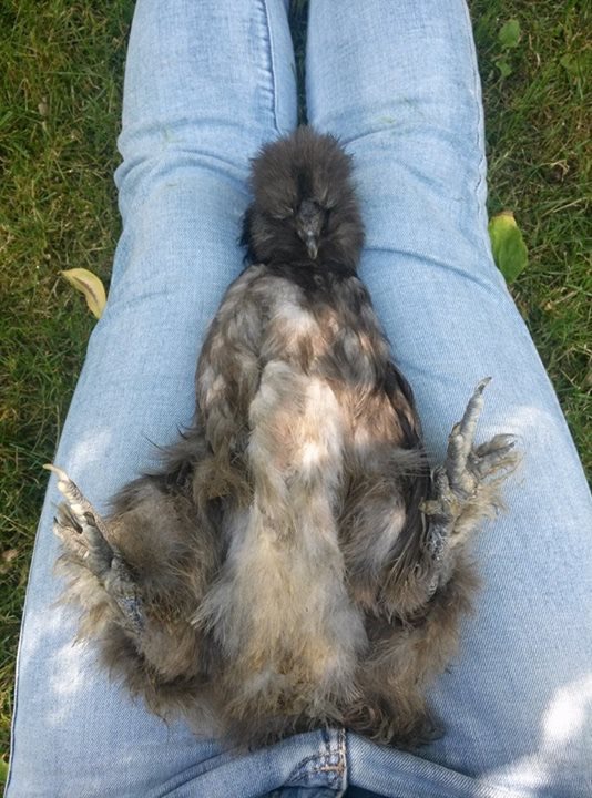 Lap chicken Domino | BackYard Chickens - Learn How to Raise Chickens