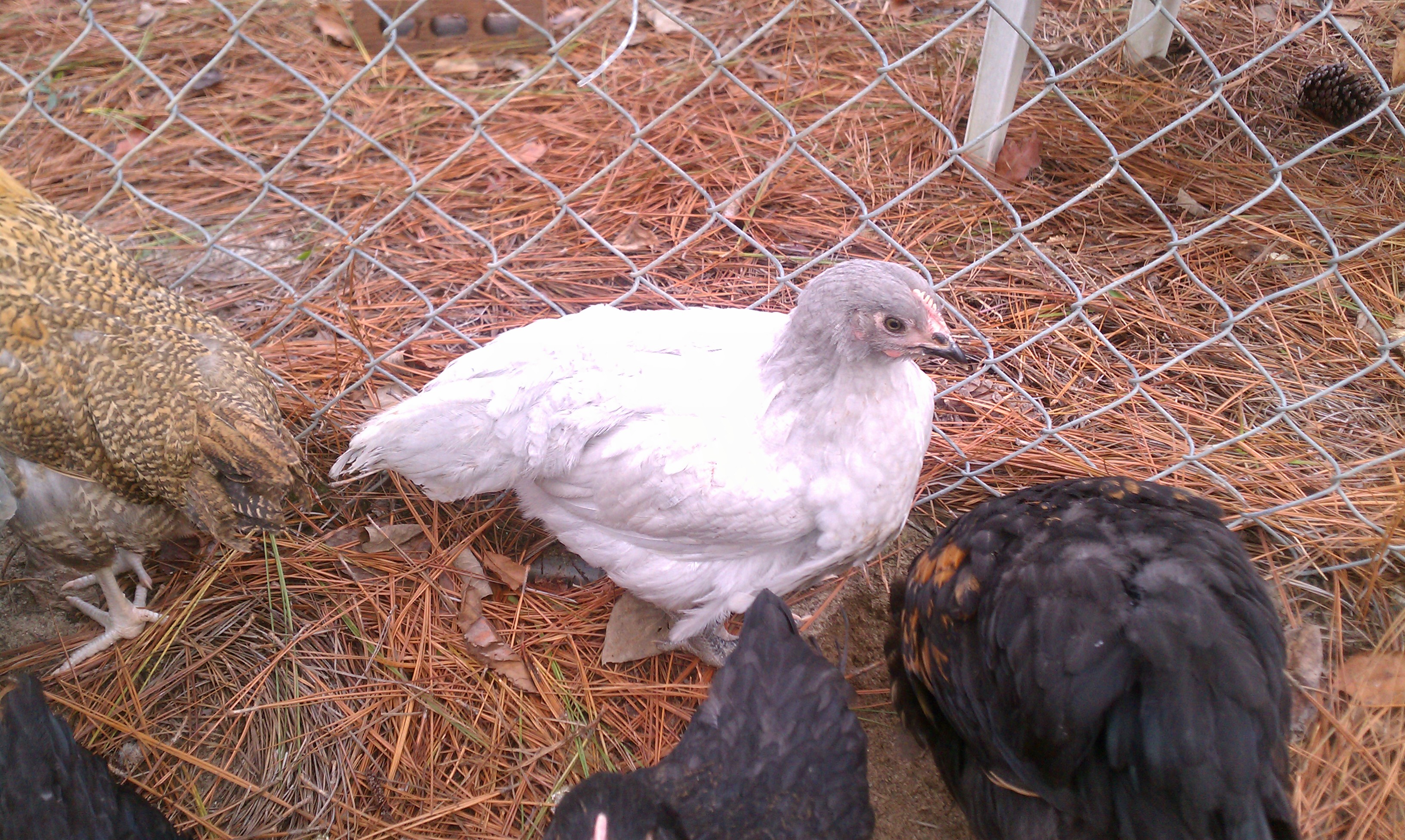 Lavender Orpington: Roo? | BackYard Chickens - Learn How to Raise Chickens