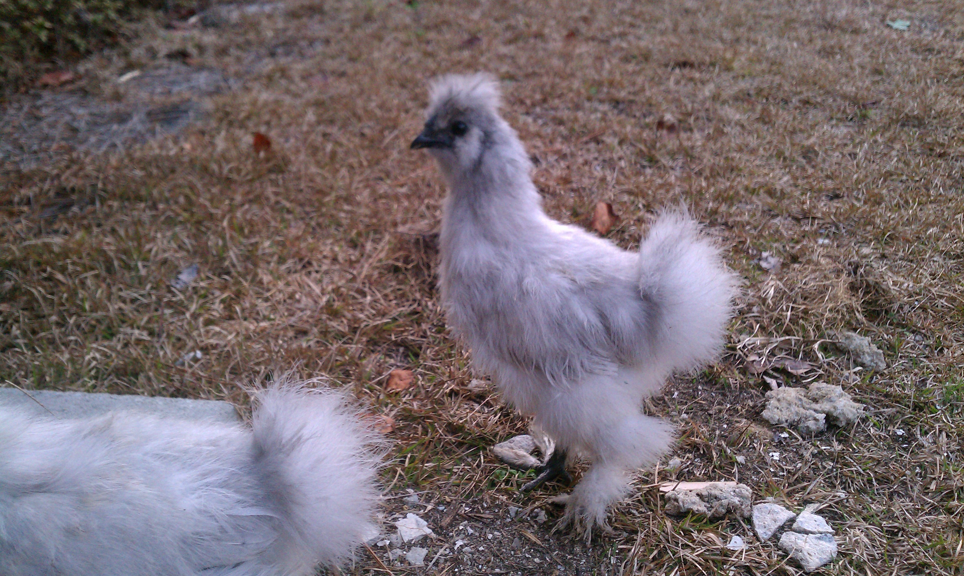 Lavender Silkie Roo | BackYard Chickens - Learn How to Raise Chickens