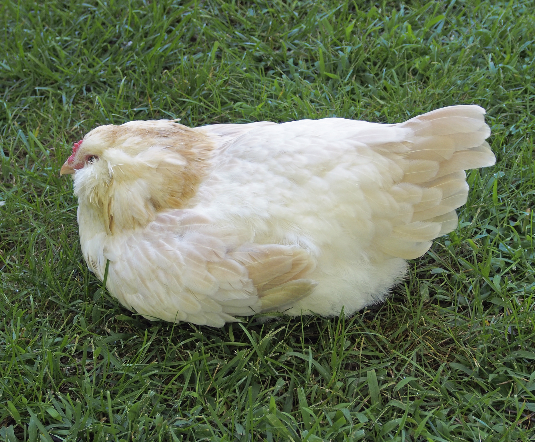 left wing, laying down | BackYard Chickens - Learn How to Raise Chickens