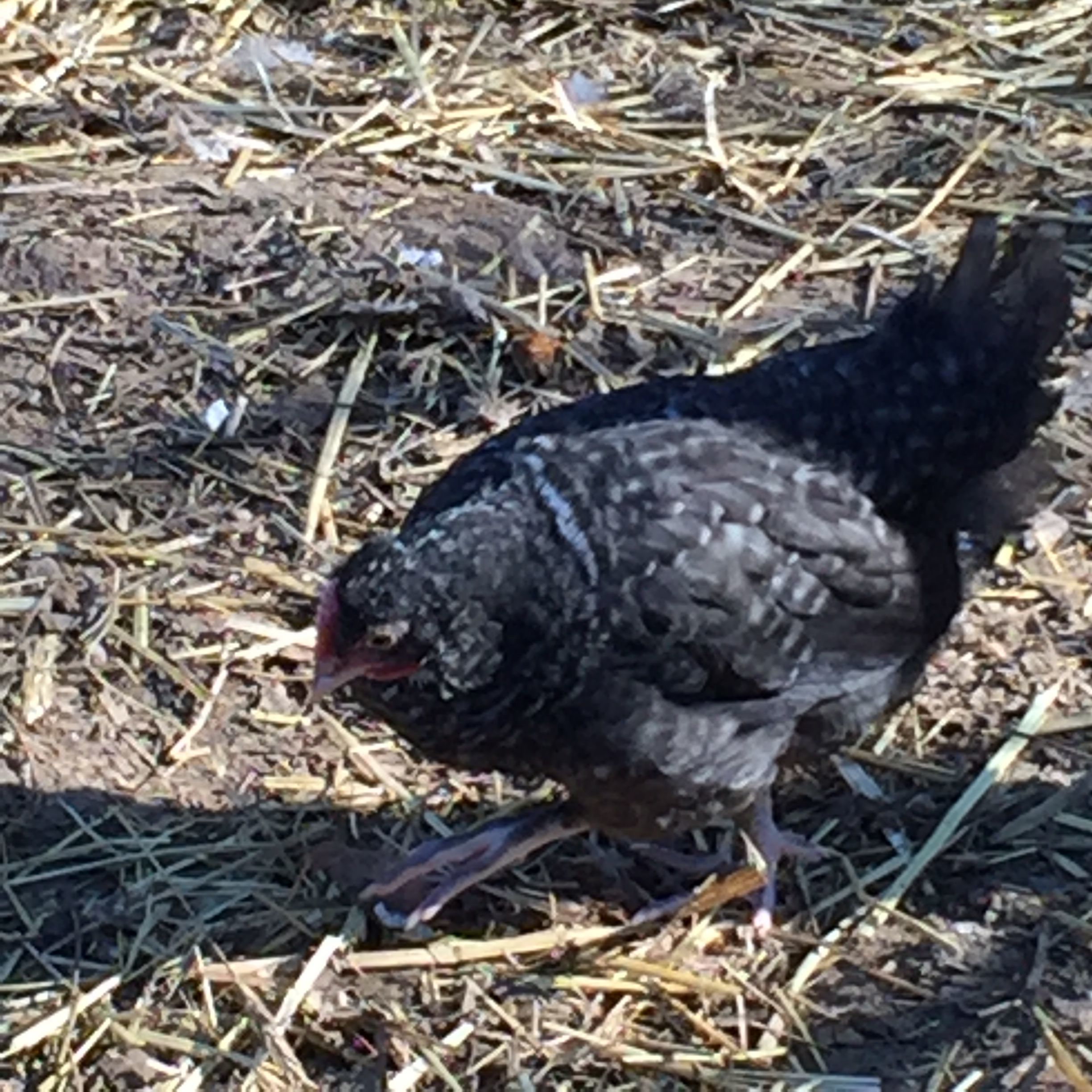 Legbar Cross | BackYard Chickens - Learn How to Raise Chickens