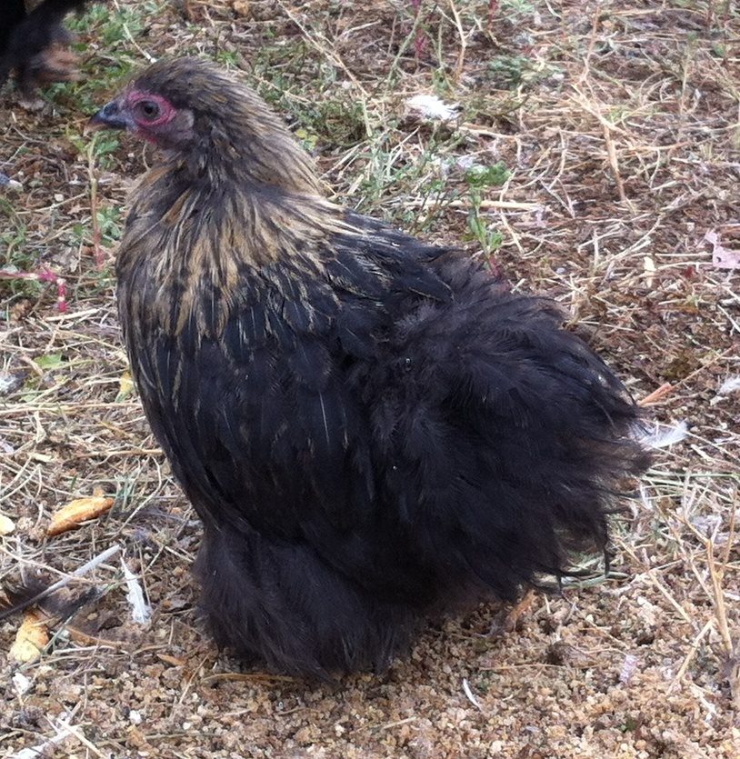 Lemon Blue cochin pullet | BackYard Chickens - Learn How to Raise Chickens