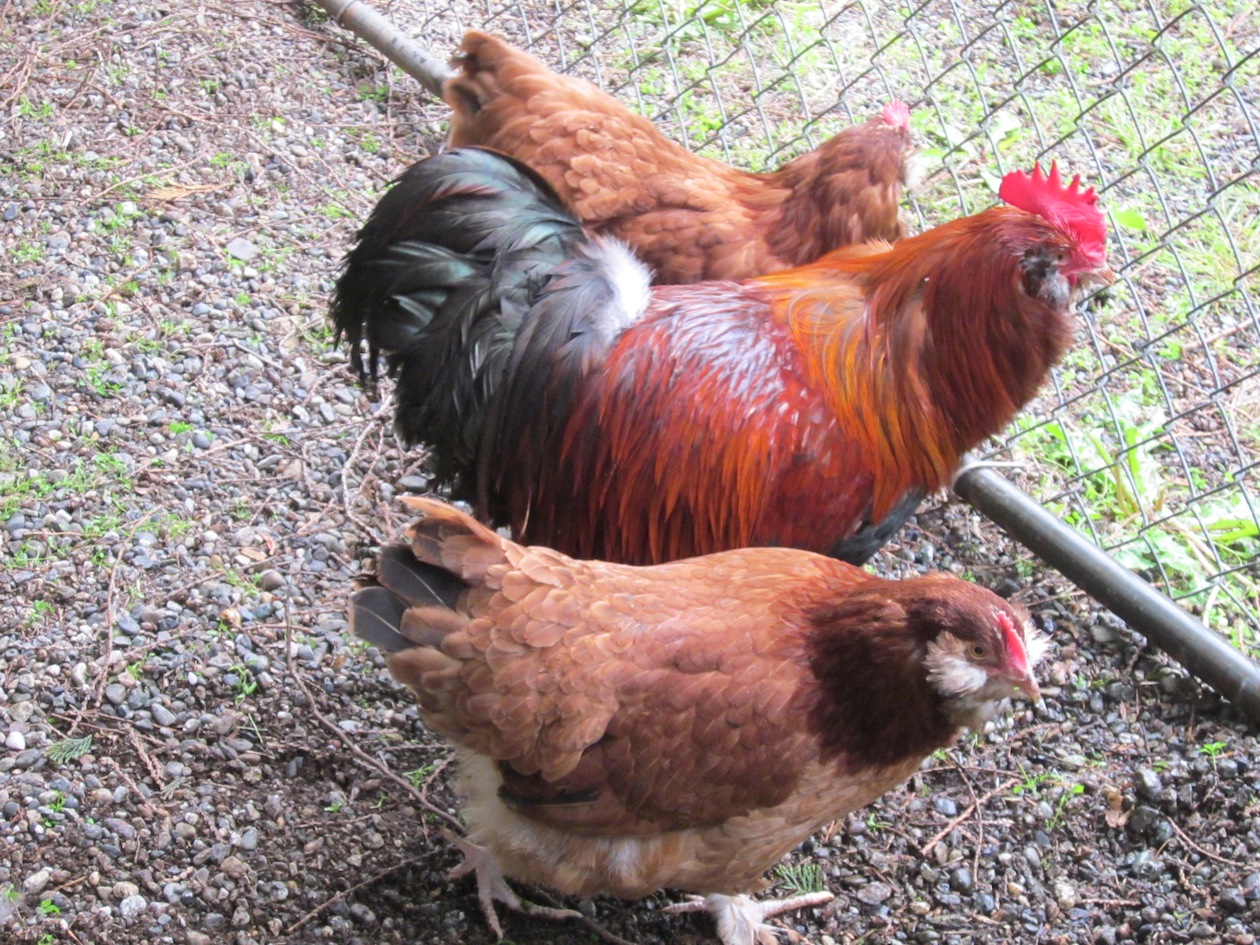 LF-Mahogany Rooster & hens, Sandhill Breeding, | BackYard Chickens ...