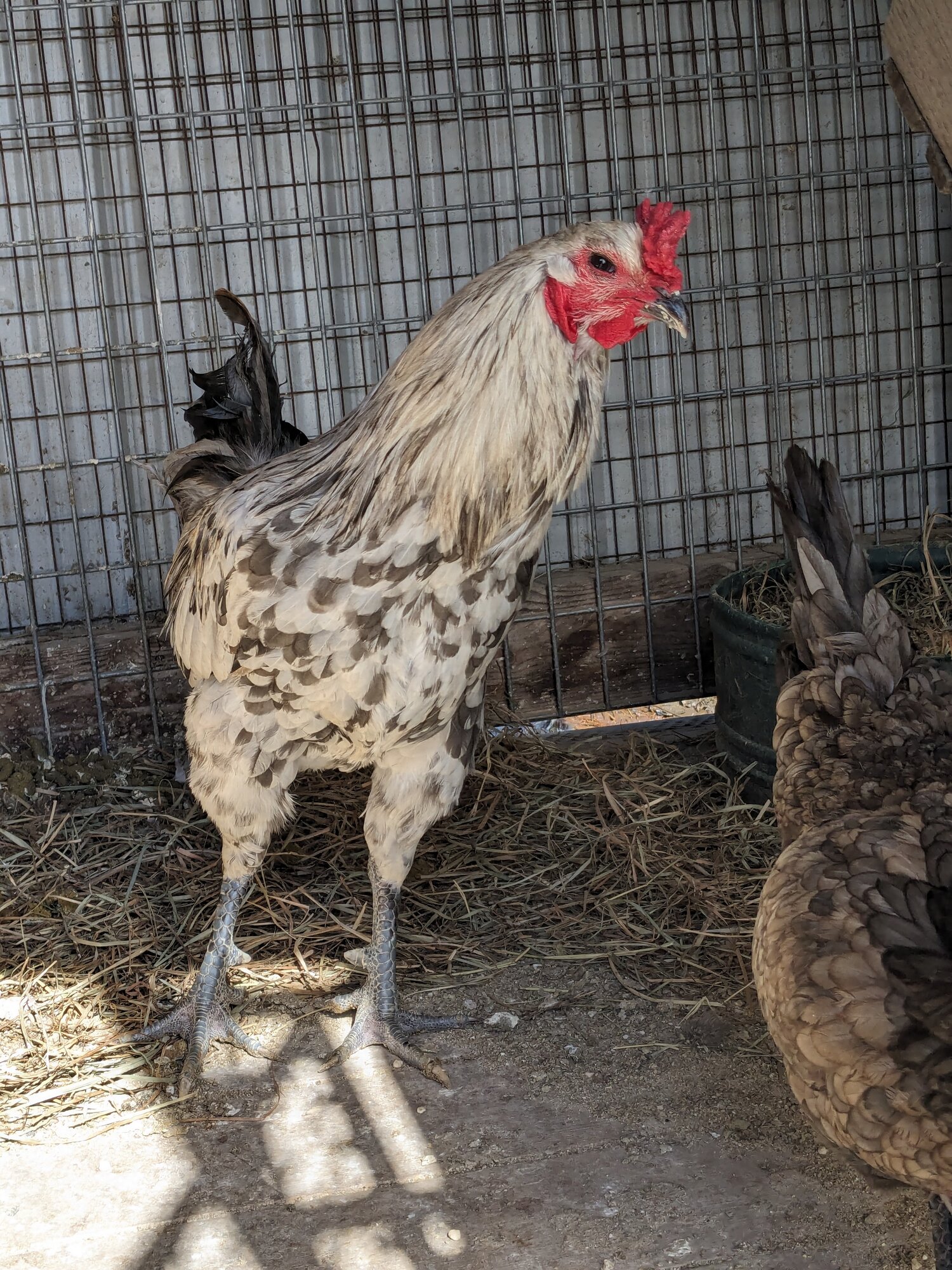 LF Roo.jpg | BackYard Chickens - Learn How to Raise Chickens