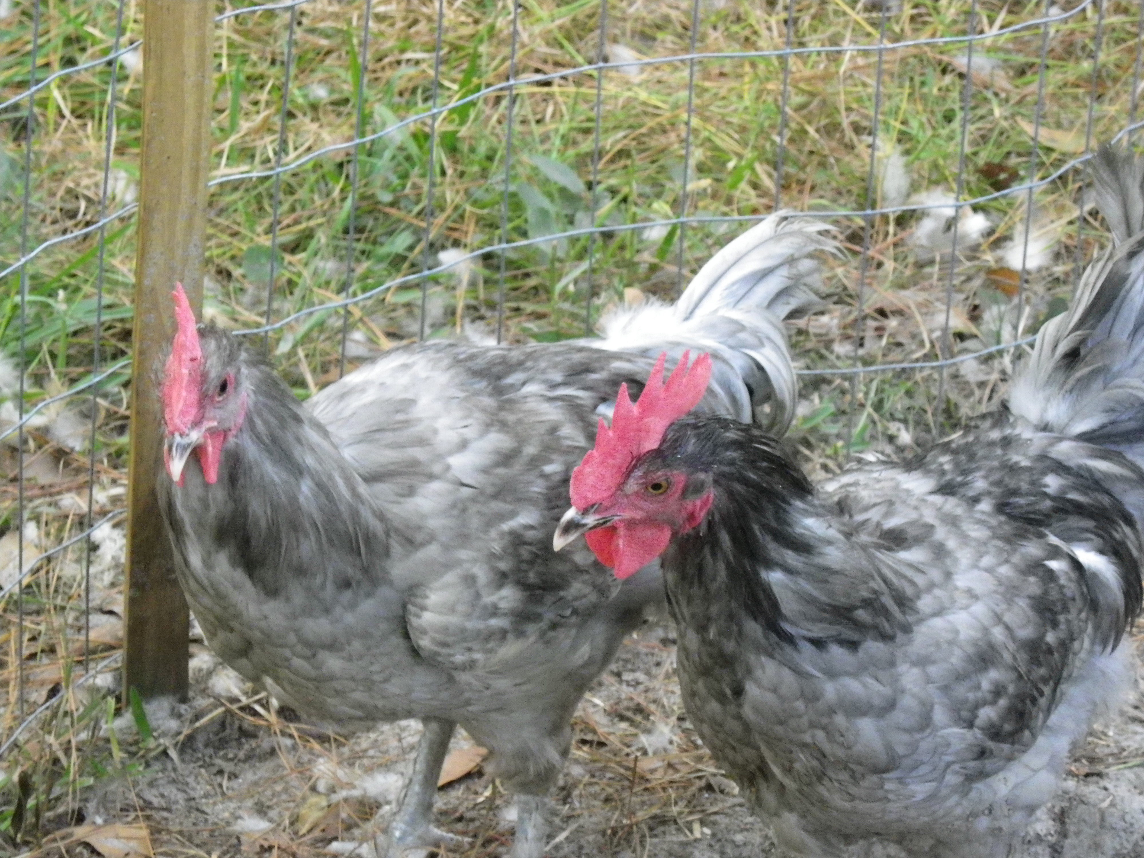 Light Solid Blue Marans brothers | BackYard Chickens - Learn How to ...