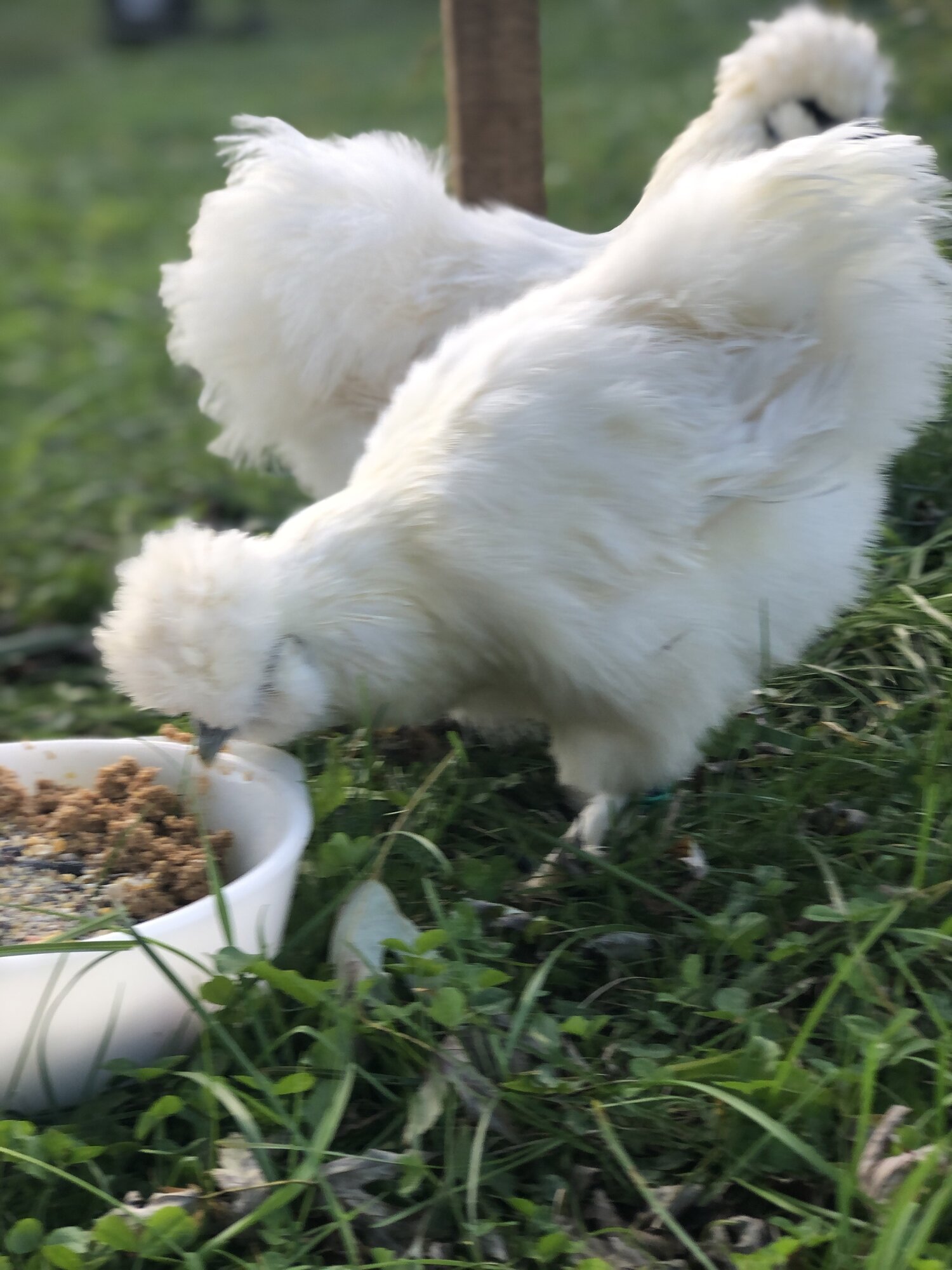 lil piggies | BackYard Chickens - Learn How to Raise Chickens