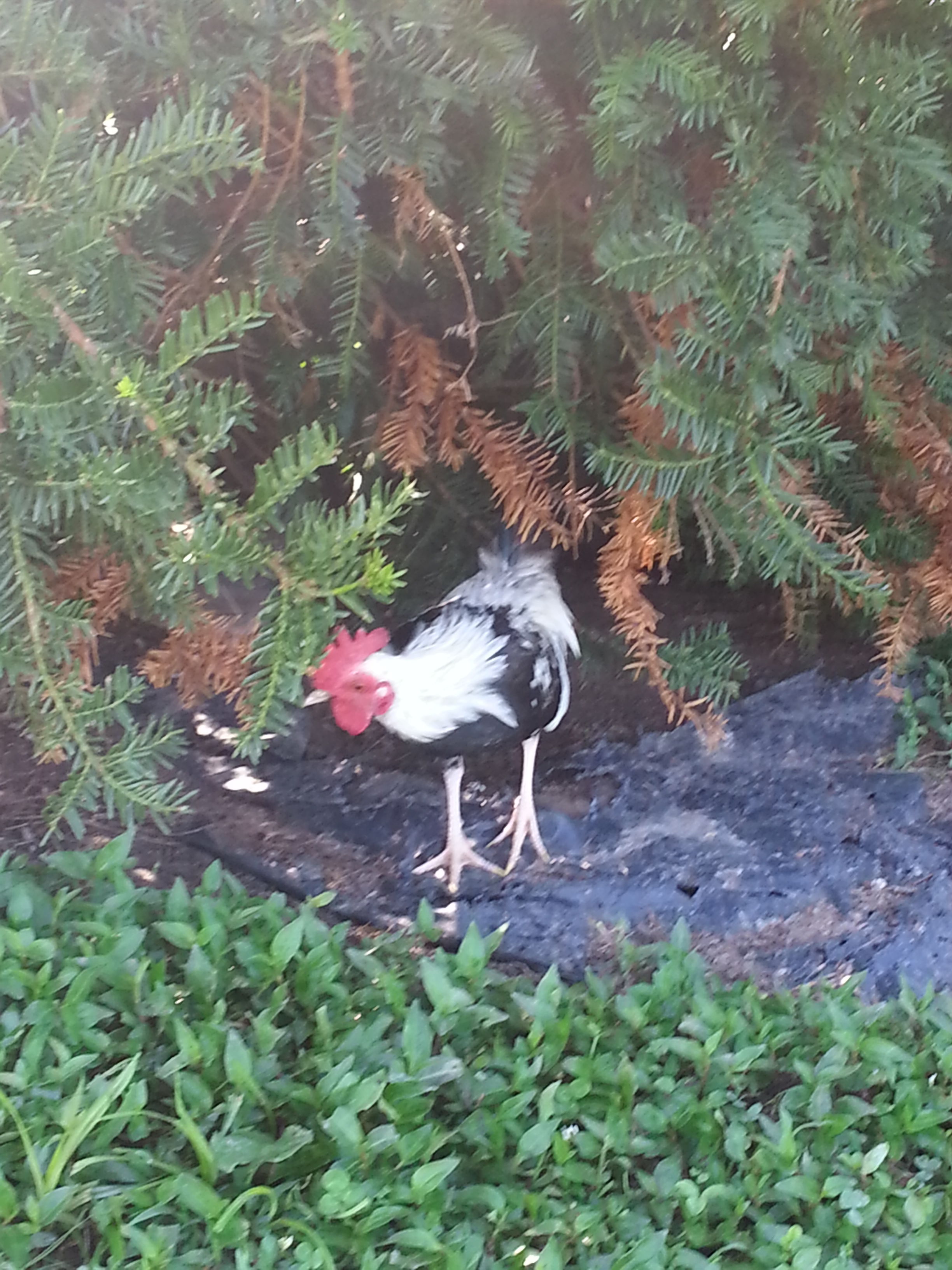 lil rooster aka road runner | BackYard Chickens - Learn How to Raise ...