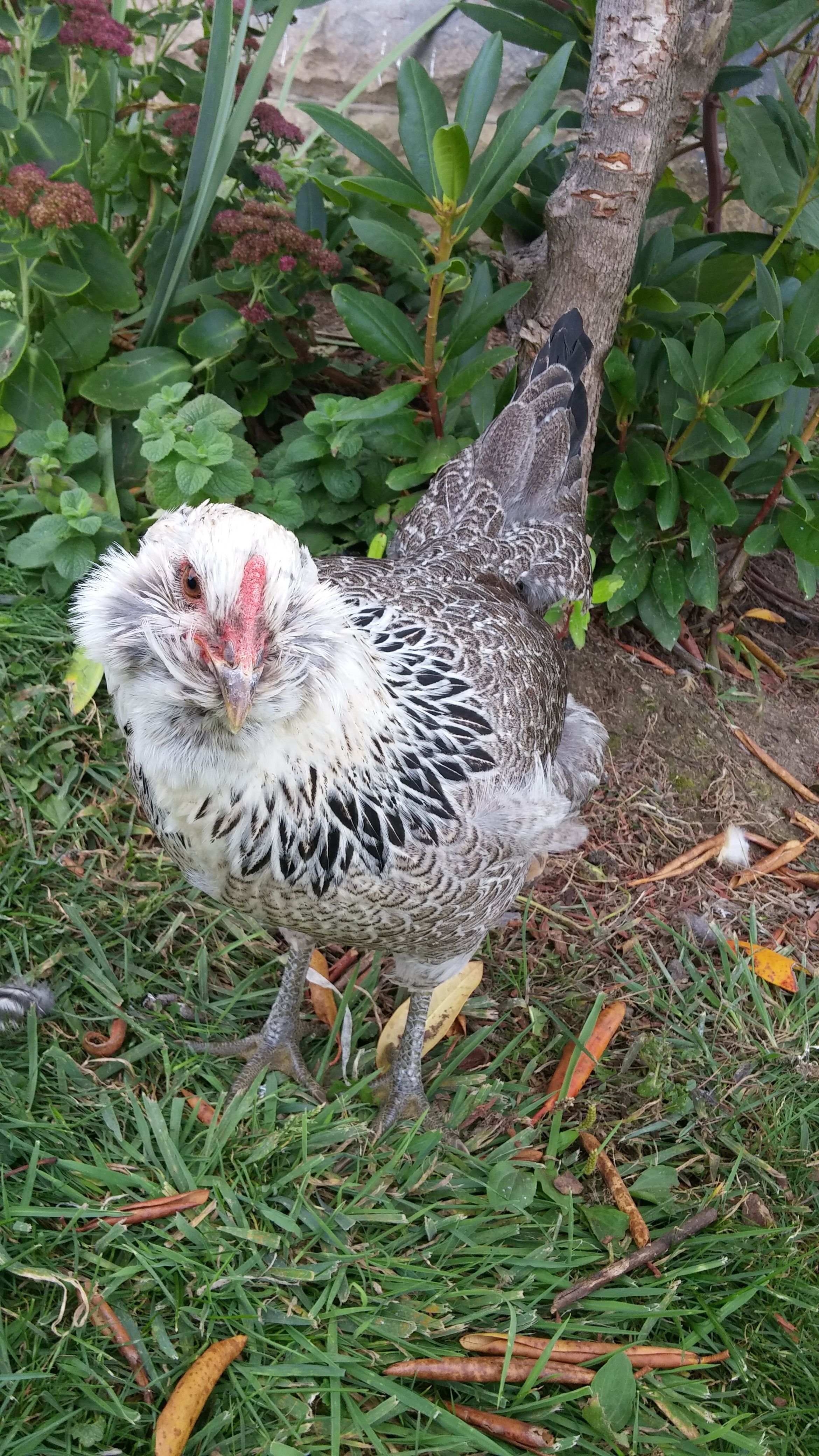Lilly girl. | BackYard Chickens - Learn How to Raise Chickens