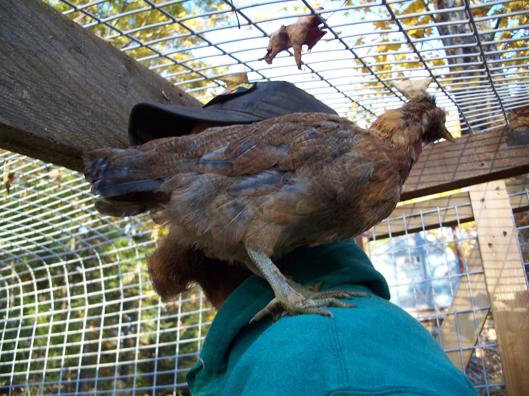 Little "Red" riding hood | BackYard Chickens - Learn How to Raise Chickens